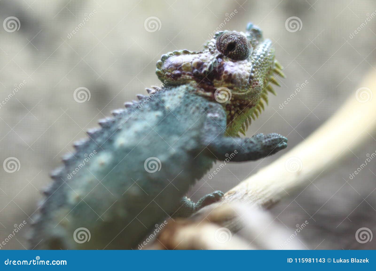 Helmeted chameleon stock image. Image of casqued, helmeted - 115981143
