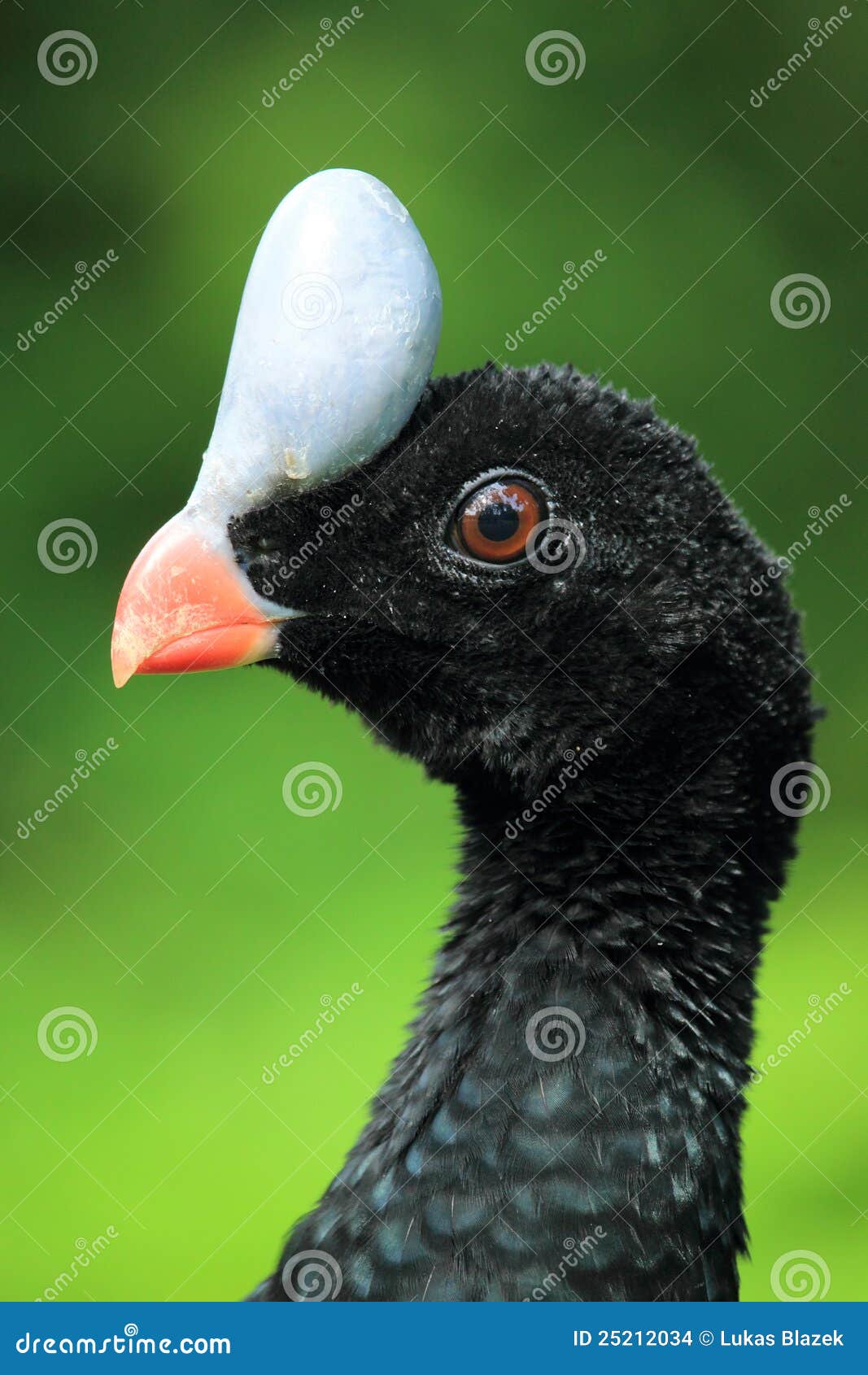 Helmeted curassow stock photo. Image of pauxi, nature - 25212034