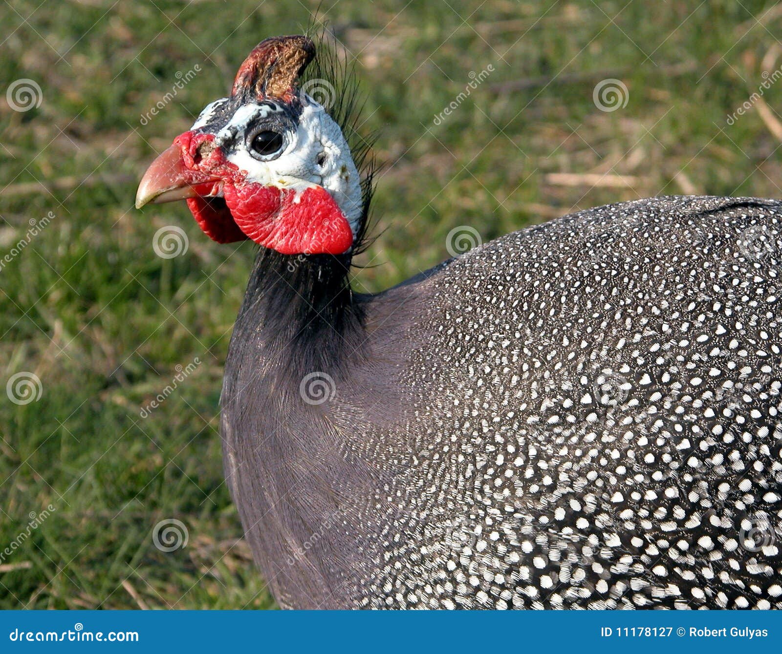 Helmeted guinea fowl stock image. Image of africa, helmeted - 11178127
