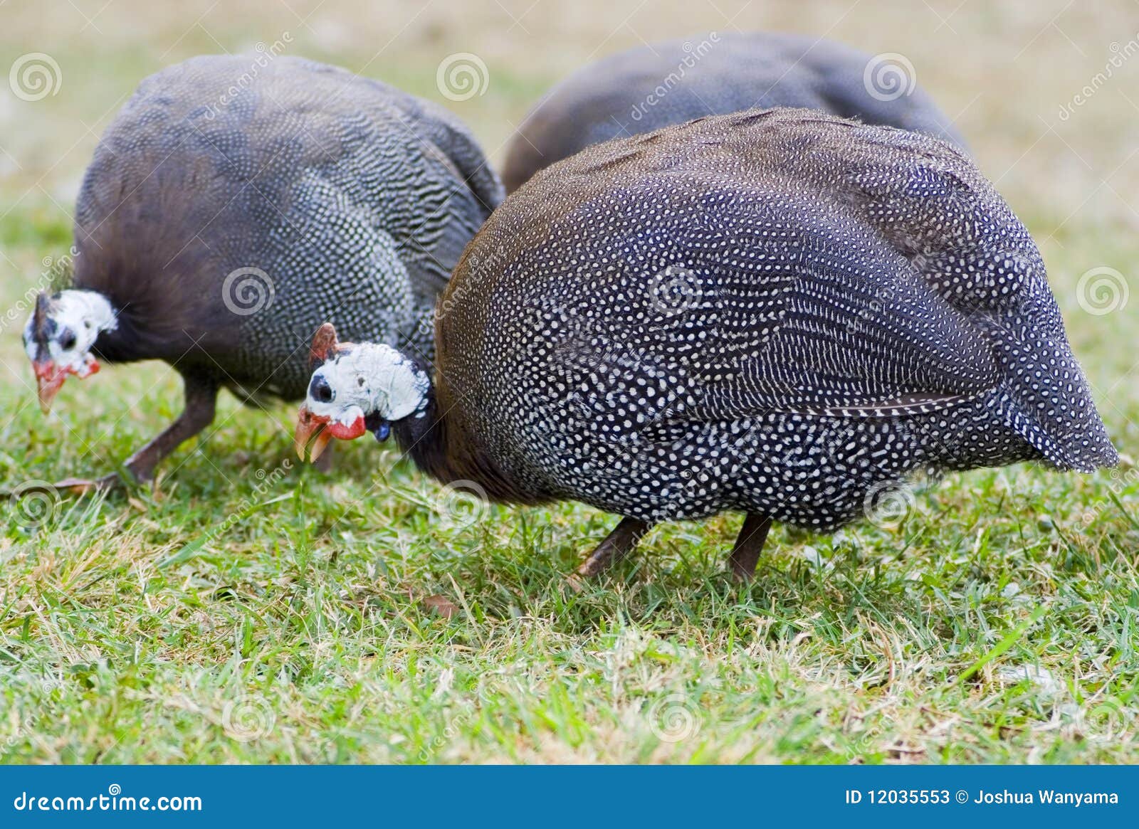 Helmeted Guinea Fowl stock image. Image of numida, animal - 12035553