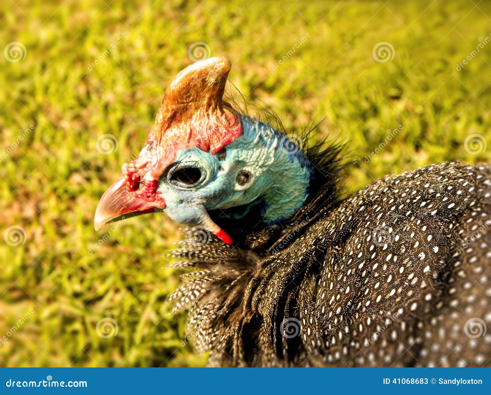 Helmeted Guinea fowl stock image. Image of avian, meleagris - 41068683