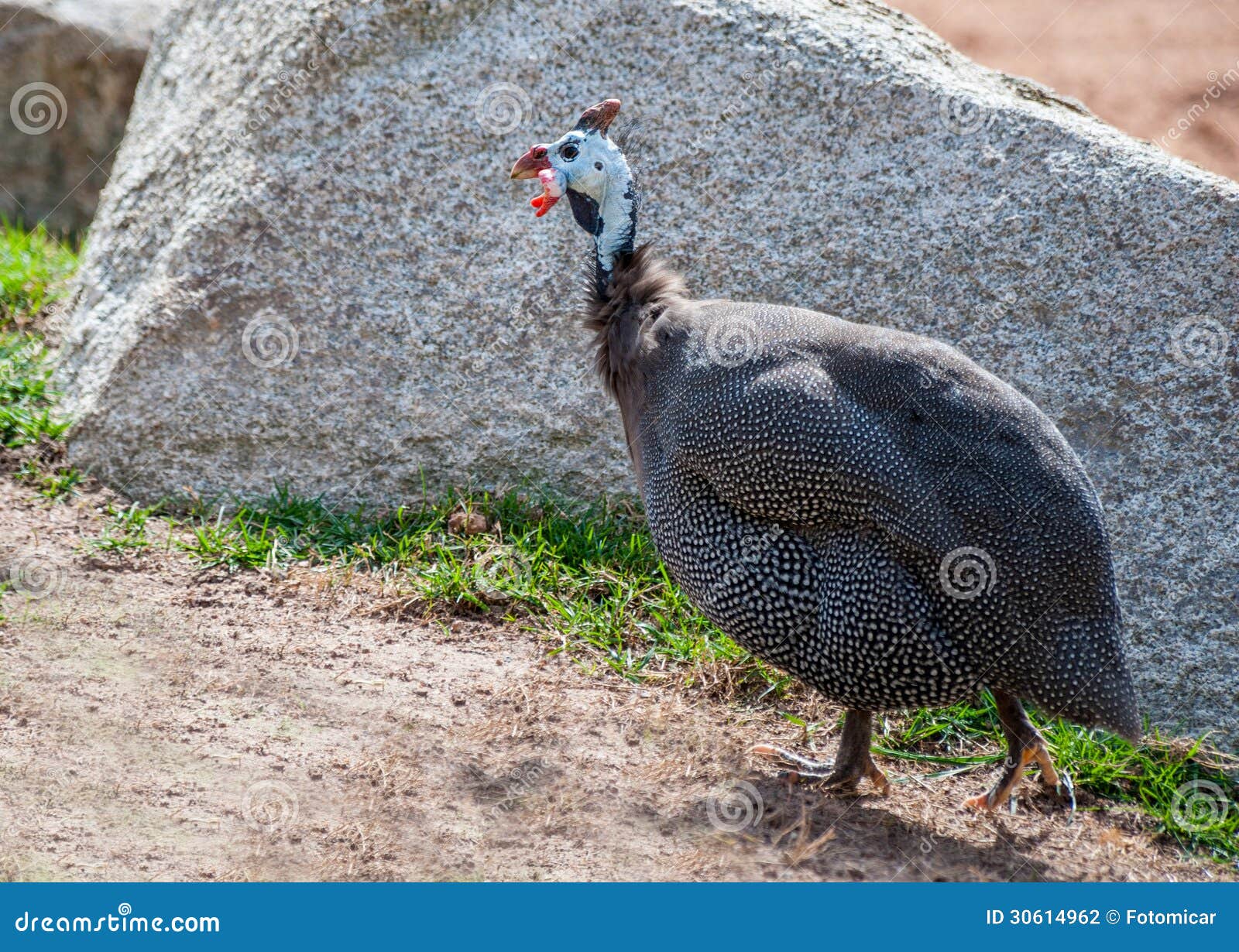 Helmeted Guinea Fowl stock photo. Image of africa, space - 30614962