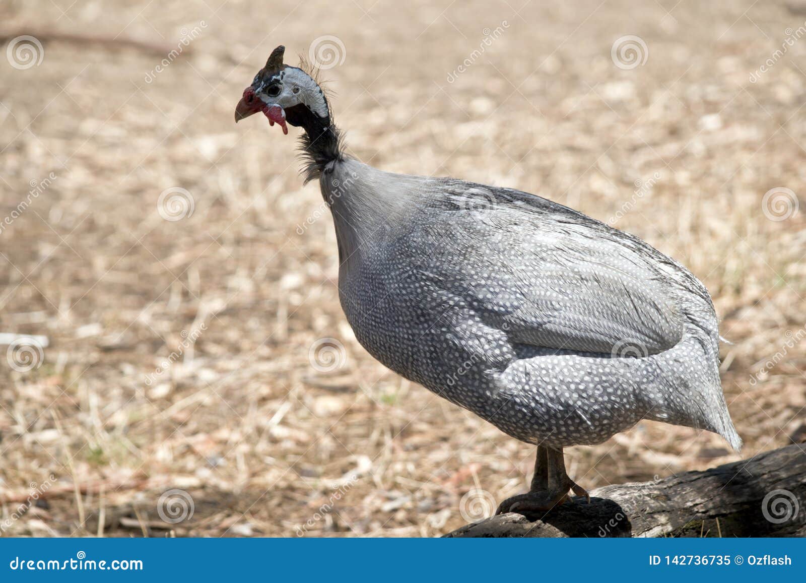 Helmeted Guinea fowl stock image. Image of fowl, bill - 142736735