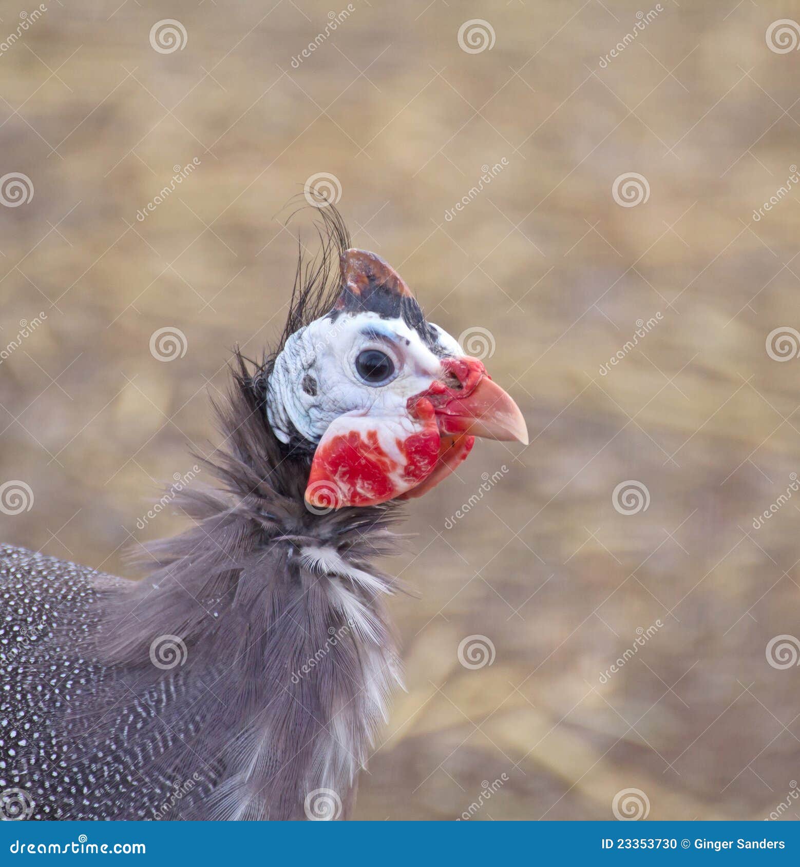 Helmeted Guinea Hen Bird Face Stock Photo - Image of horizontal, grey ...