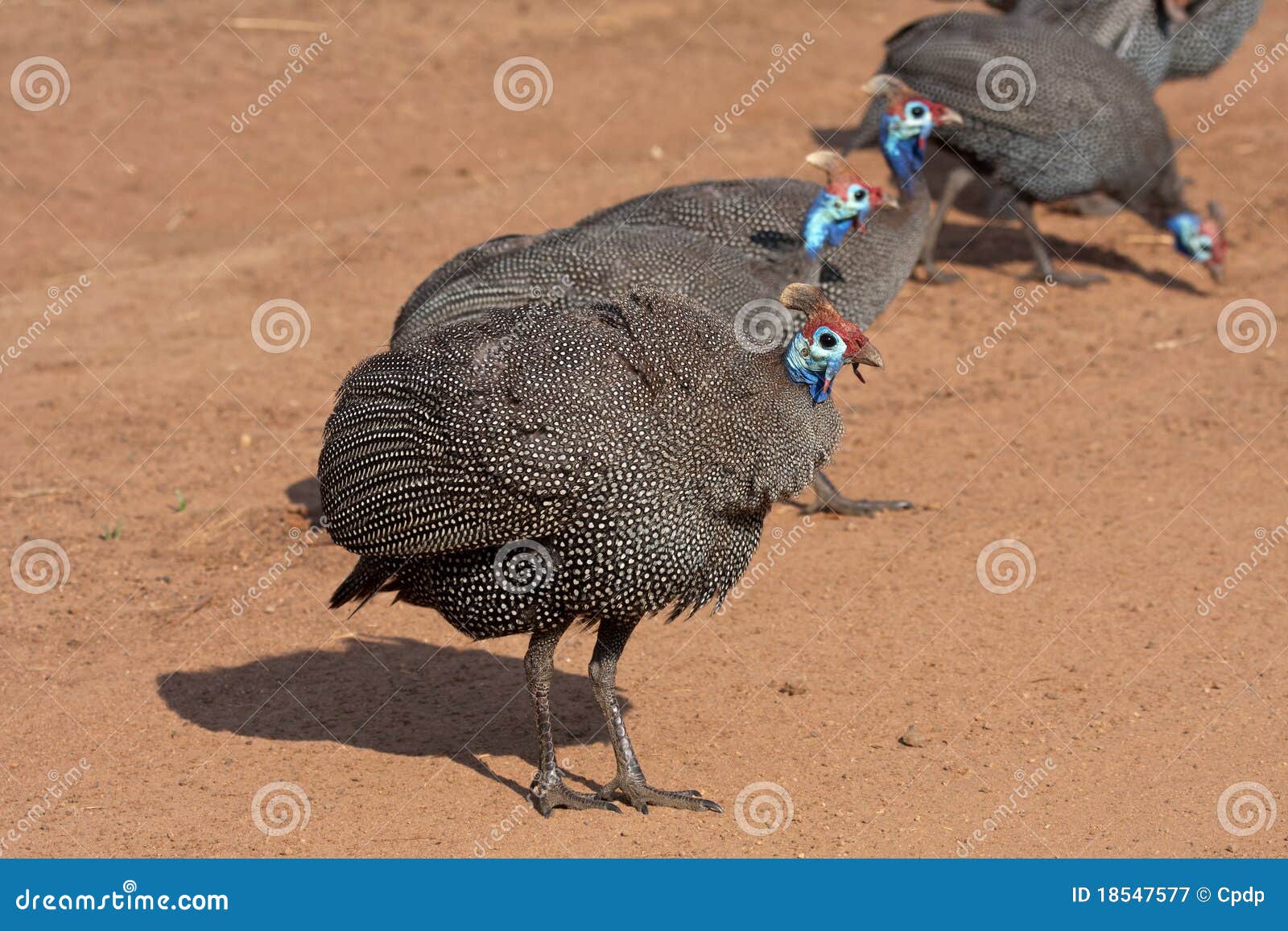 Helmeted Guineafowl stock image. Image of park, wilderness - 18547577