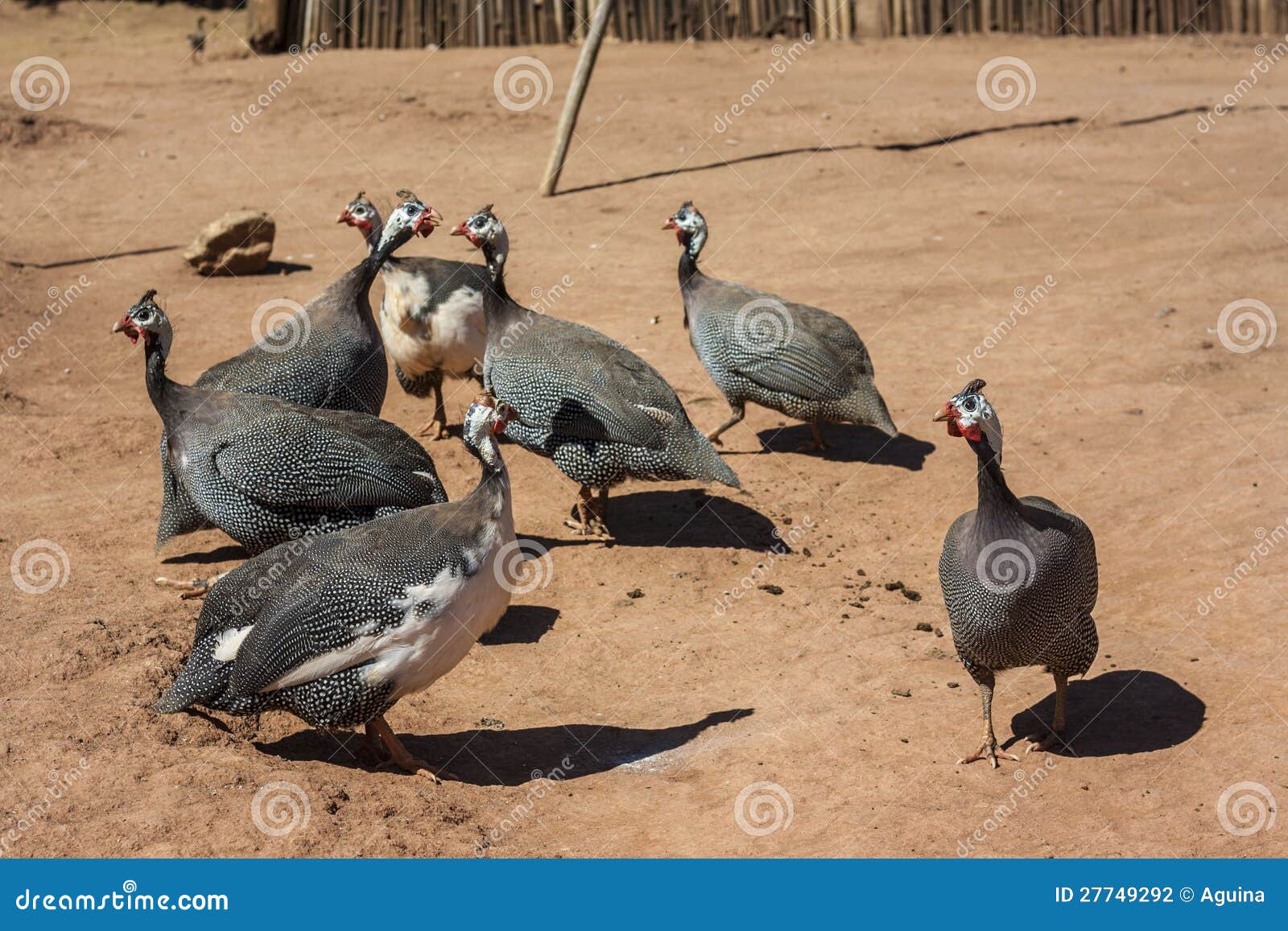 Helmeted Guineafowl stock photo. Image of animalia, creation - 27749292