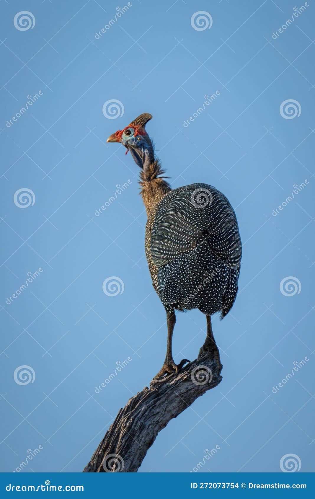 Helmeted Guineafowl on Dead Branch Turning Head Stock Photo - Image of ...