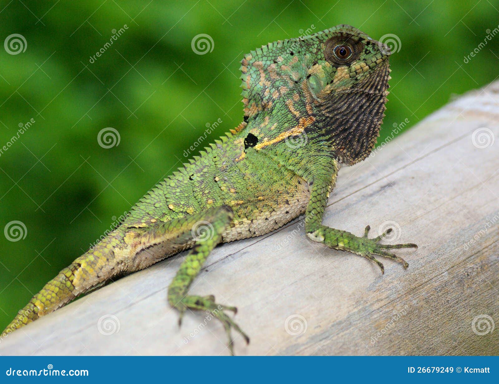 Helmeted Iguana or Casque-headed Lizard Stock Image - Image of ...