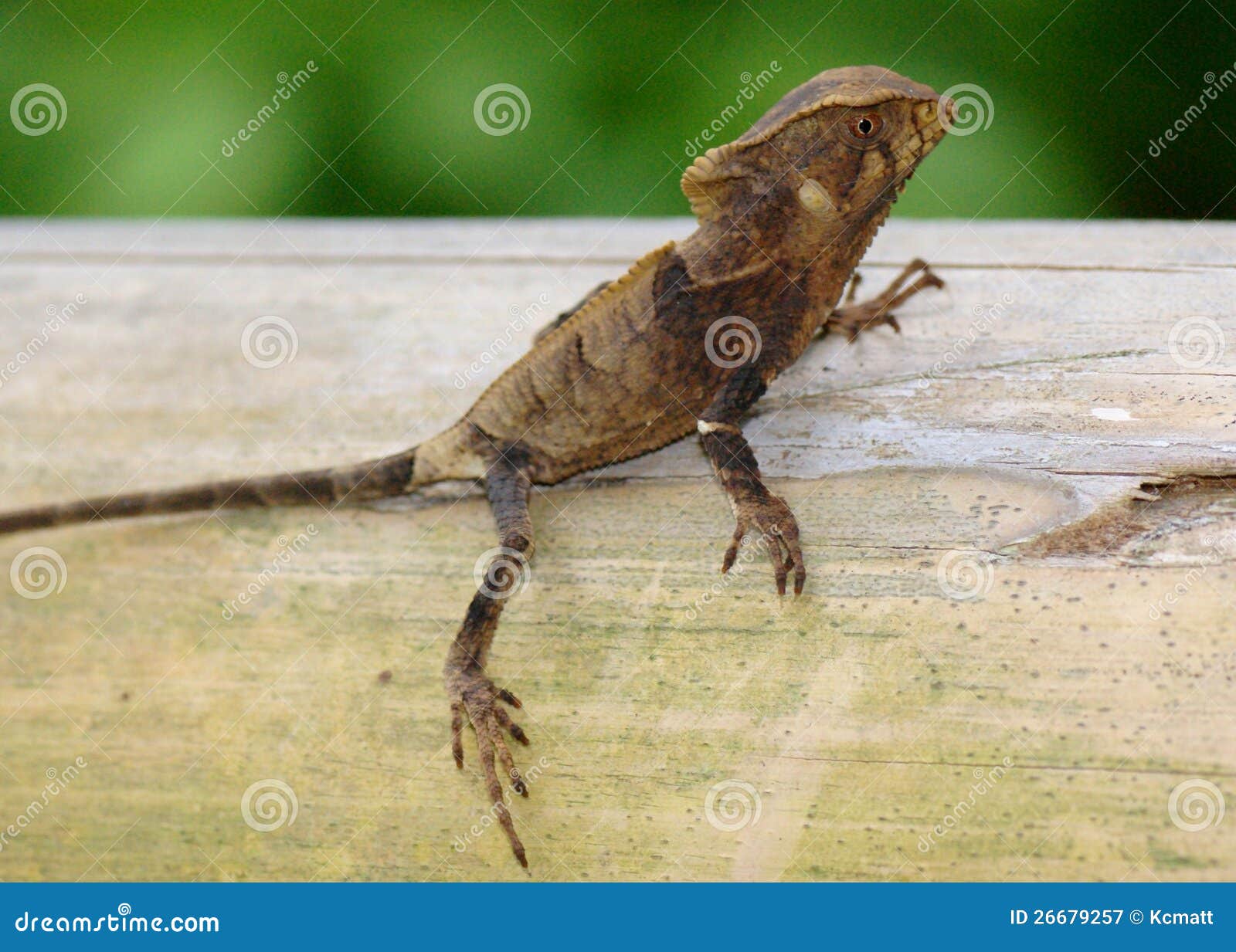 Helmeted Iguana or Casque-headed Lizard Stock Image - Image of ...