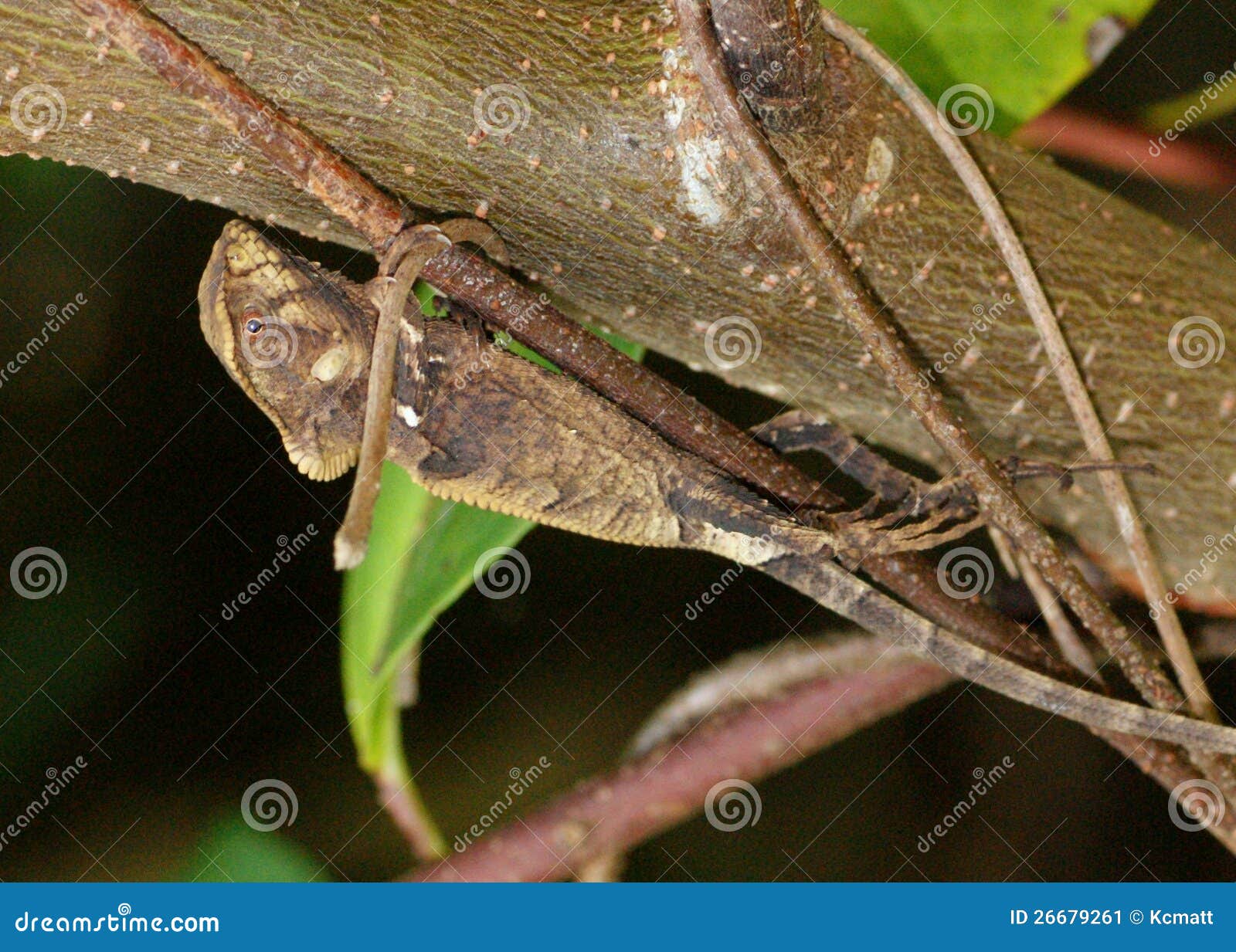 Helmeted Iguana or Casque-headed Lizard Stock Image - Image of central ...