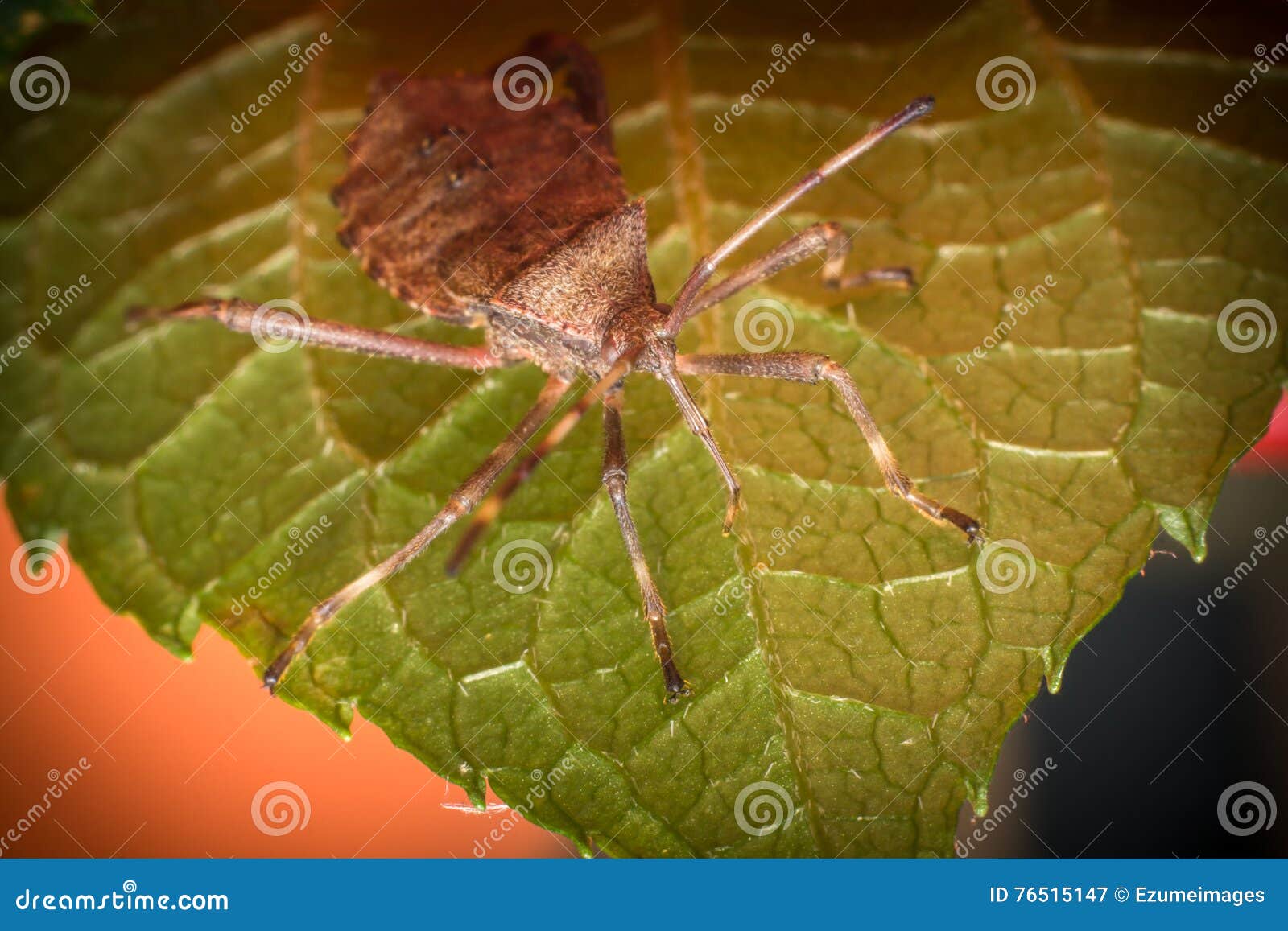Helmeted Squash Bug stock image. Image of euthochtha - 76515147