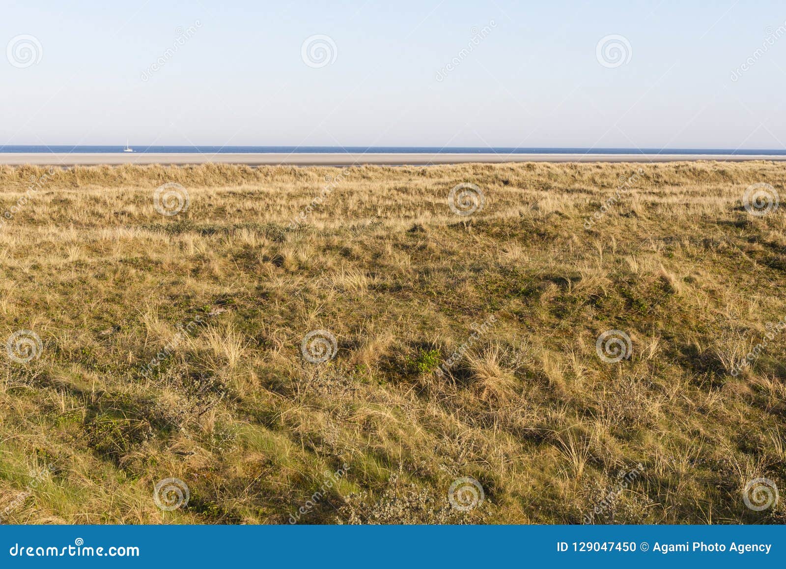 Helmgras, Marram Grass stock photo. Image of spring - 129047450