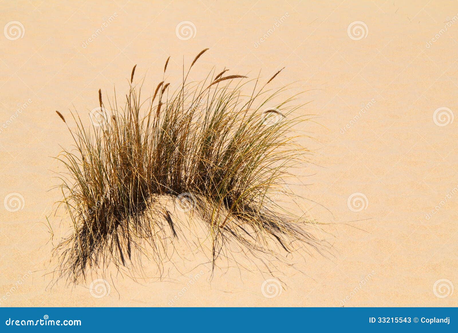 Helmgras in zand-duin stock afbeelding. Image of neiging - 33215543