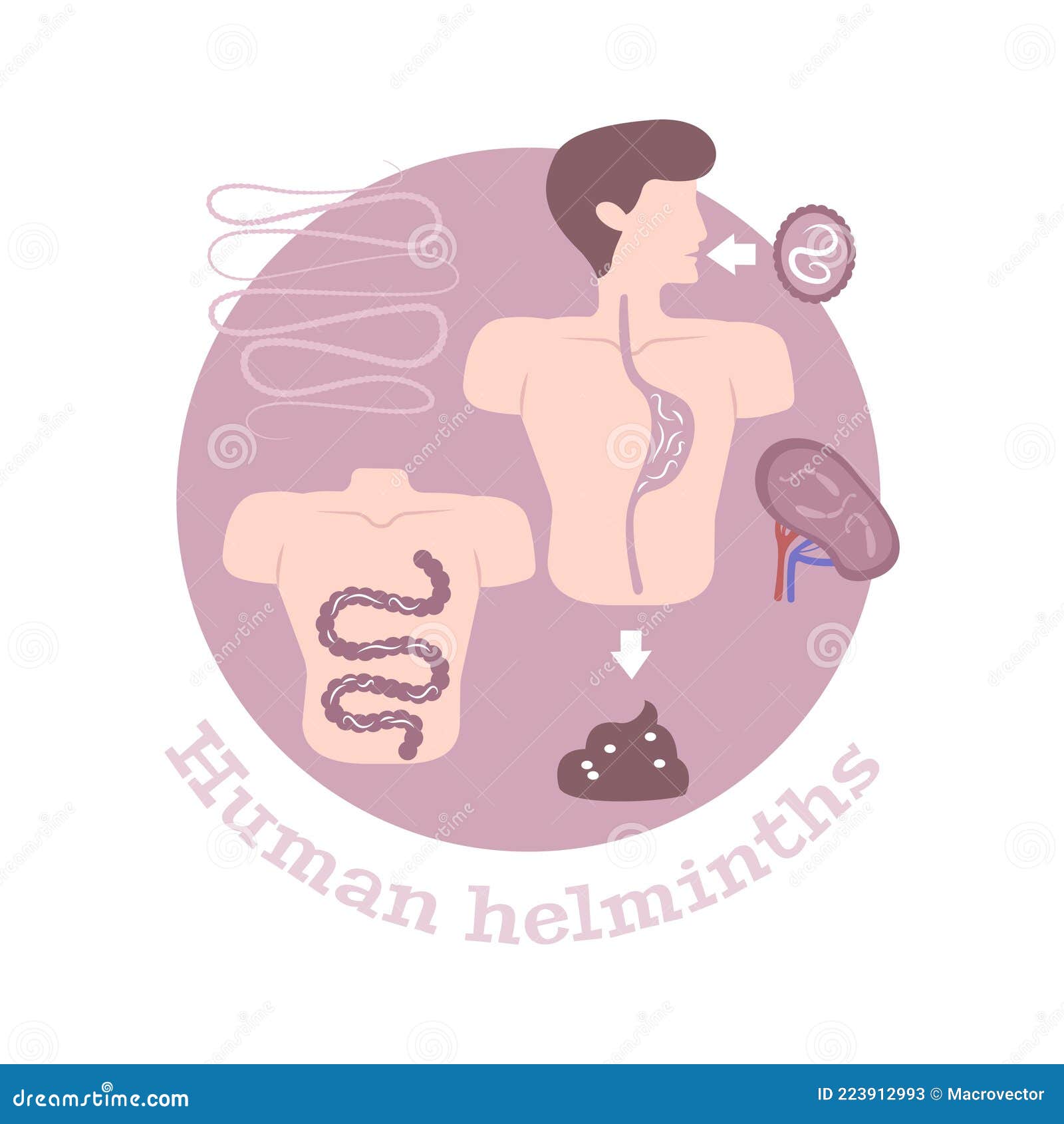 Helminths Composition Stock Illustrations – 14 Helminths Composition ...
