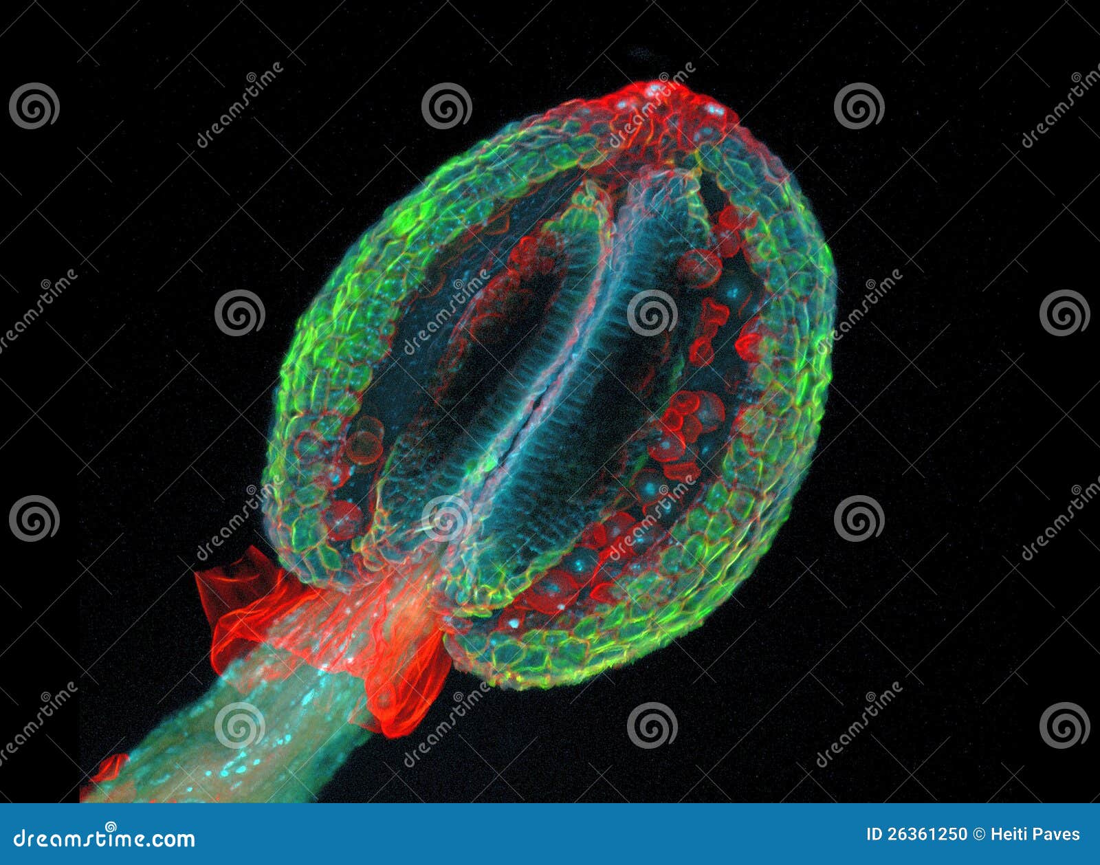 Helmknop stock foto. Image of bloem, onderzoek, nave - 26361250