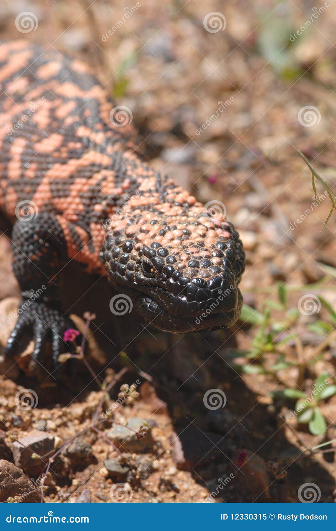 Heloderma suspectum stock image. Image of gila, endangered - 12330315