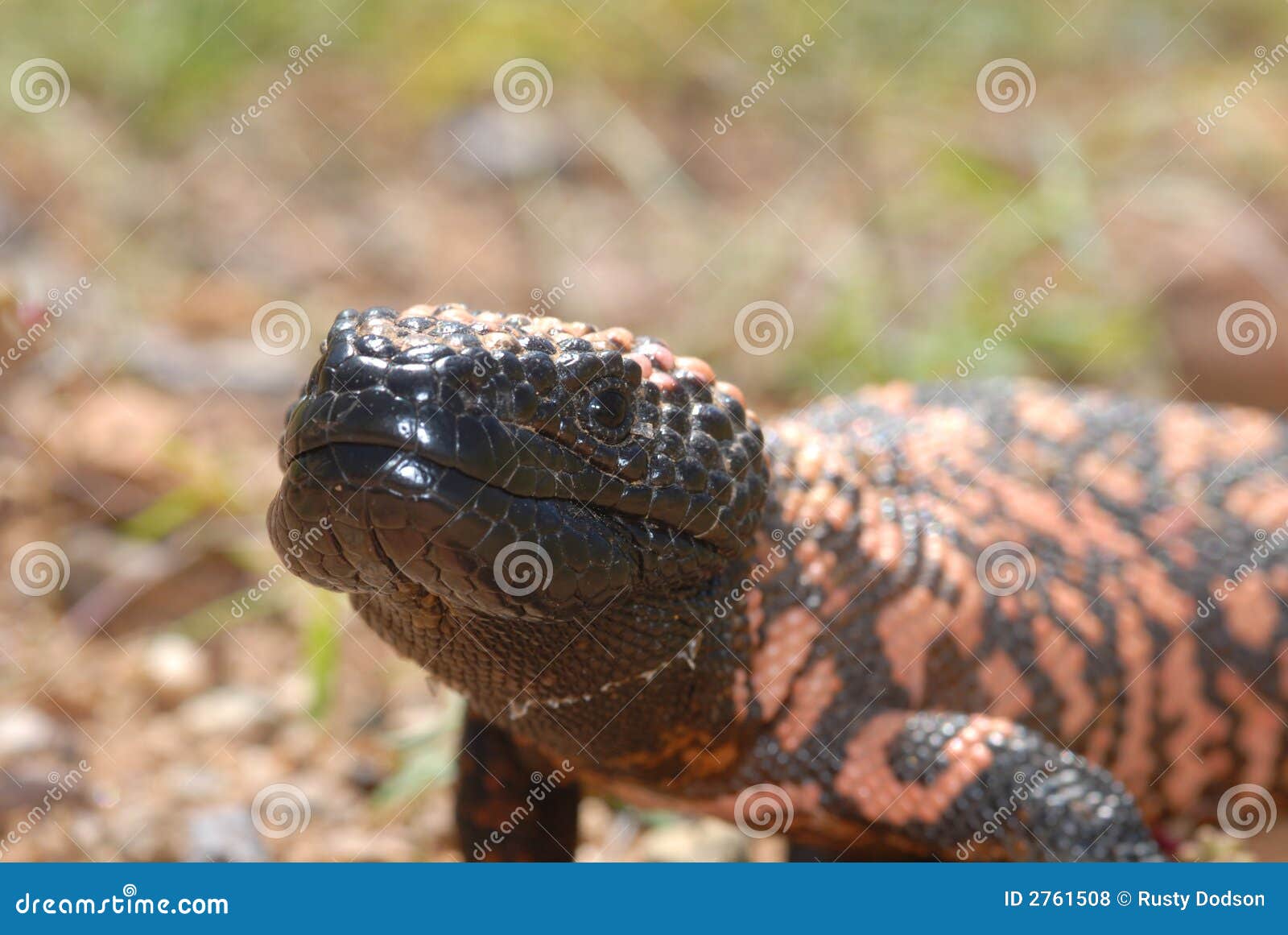 Heloderma suspectum stock photo. Image of venomous, science - 2761508