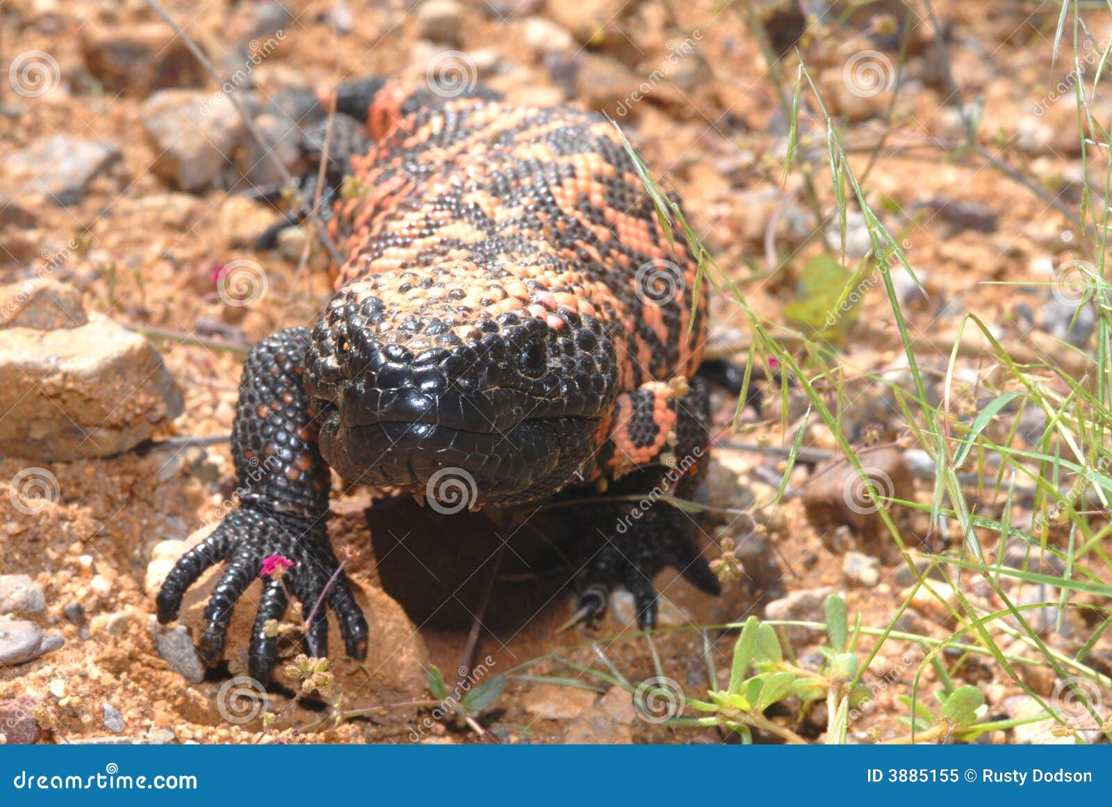 Heloderma suspectum stock image. Image of gila, endangered - 3885155