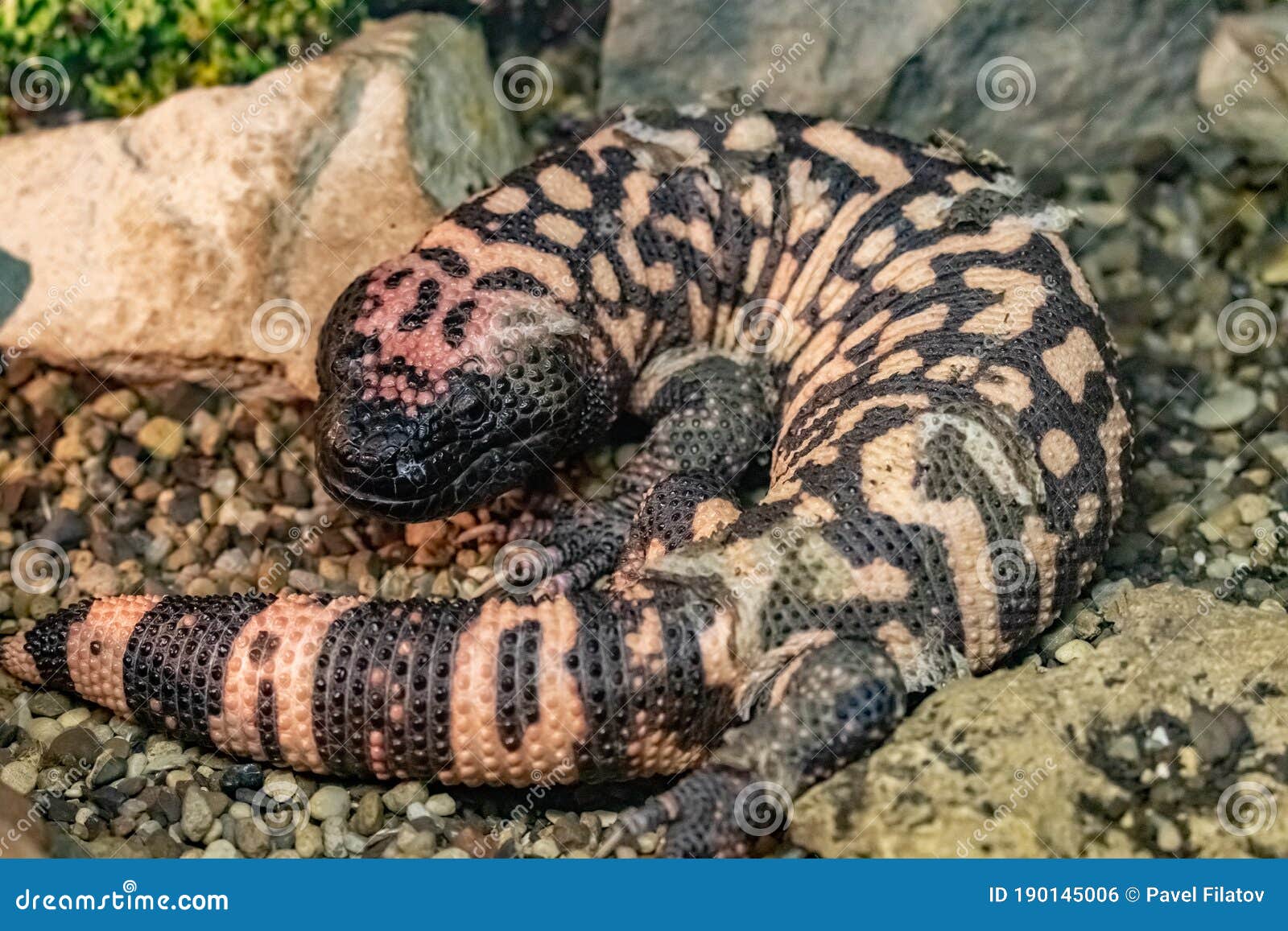 Heloderma Suspectum. Gila Monster Stock Photo - Image of amphibian ...