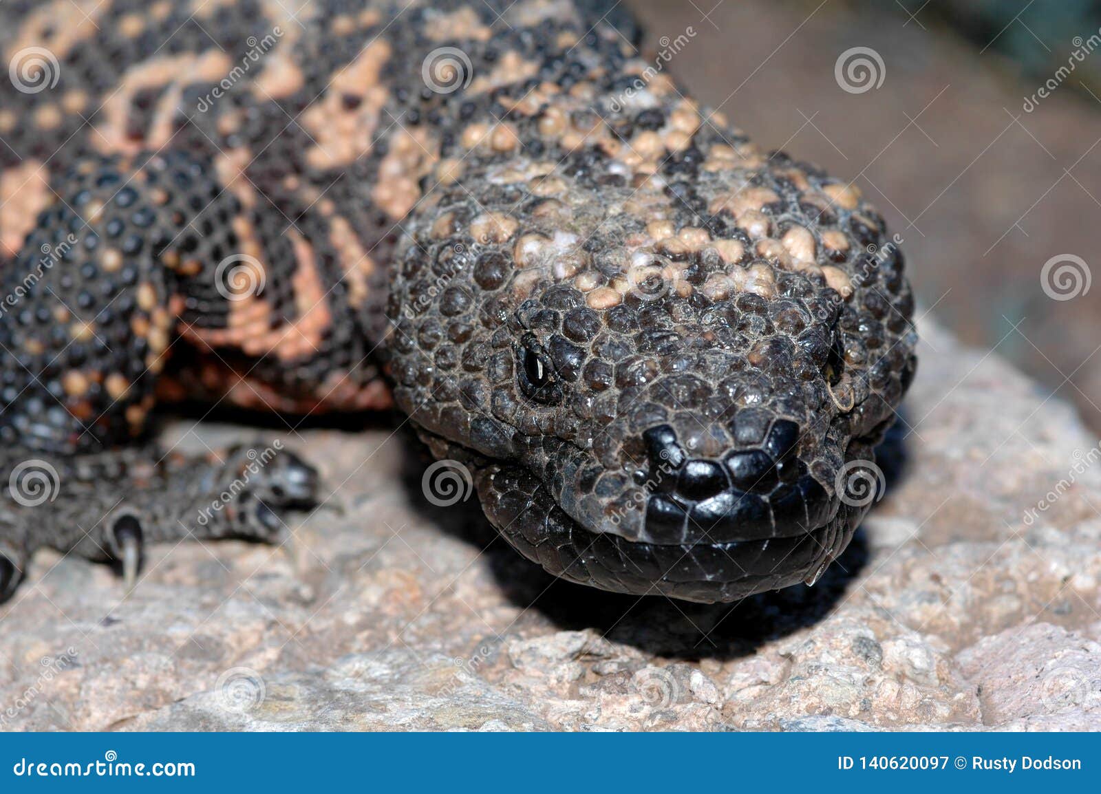Heloderma suspectum stock image. Image of suspectum - 140620097