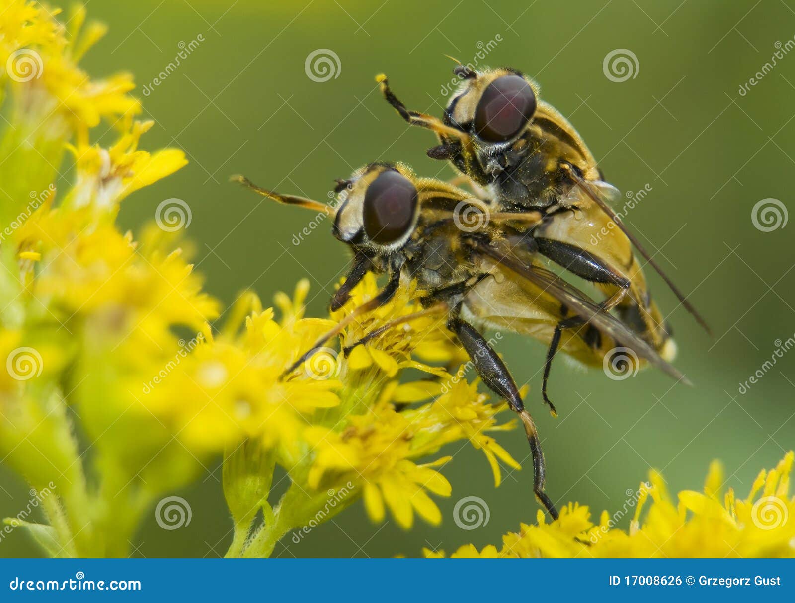 Helophilus Pendulus Female Commonly Known As Footballer Hoverfly Stock ...