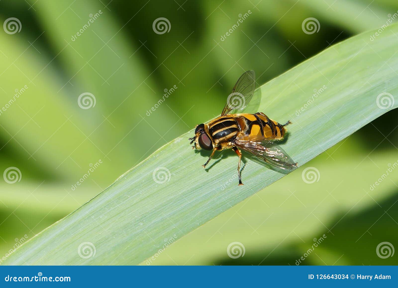 Helophilus Pendulus - Common Marsh Flies on a Leaf Stock Photo - Image ...