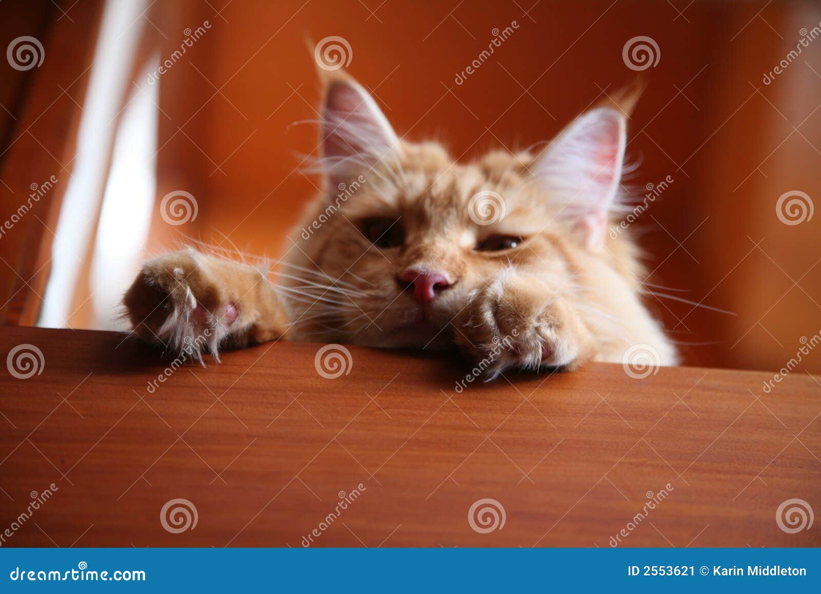 Help stock image. Image of cute, peek, help, maine, coon - 2553621