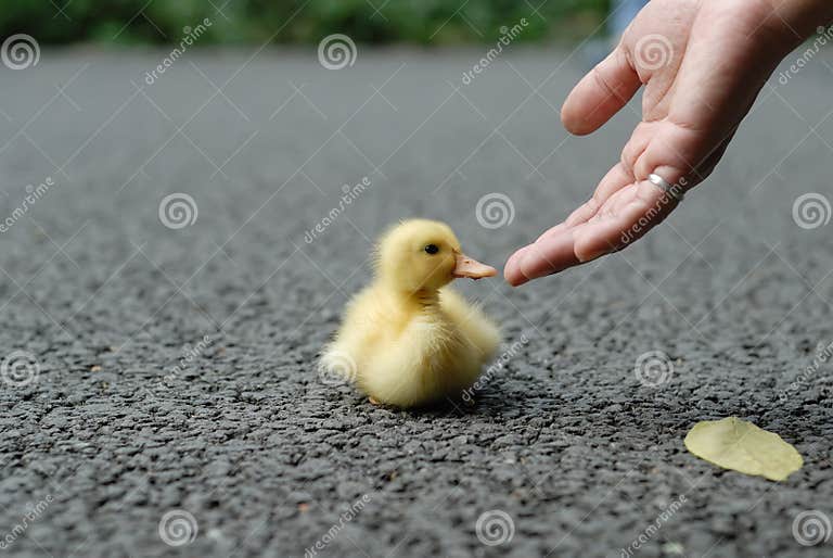 Help duck baby stock photo. Image of little, cute, hand - 18372936