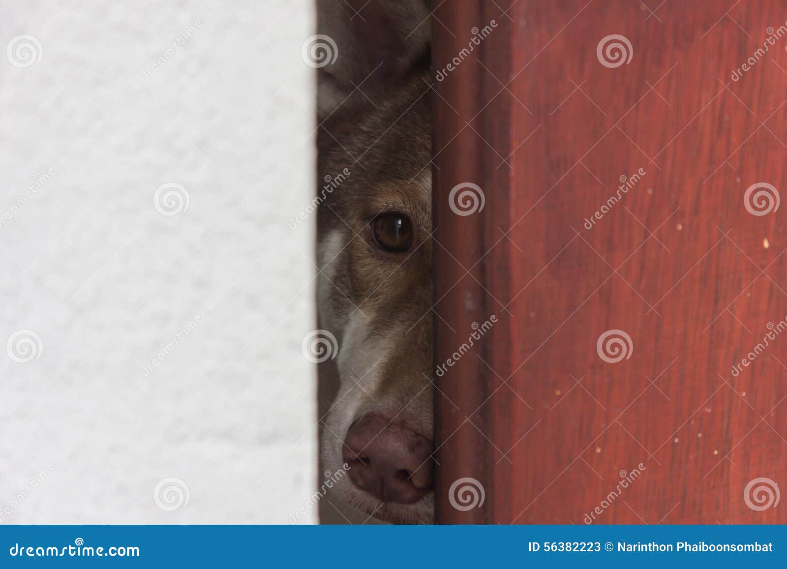 Help me stock image. Image of adorable, friend, cell - 56382223