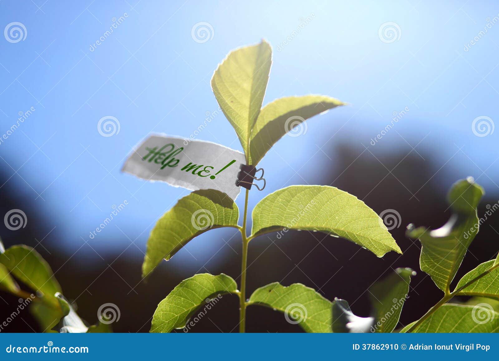 Help Me Message in Natural Environment Stock Photo - Image of focus ...
