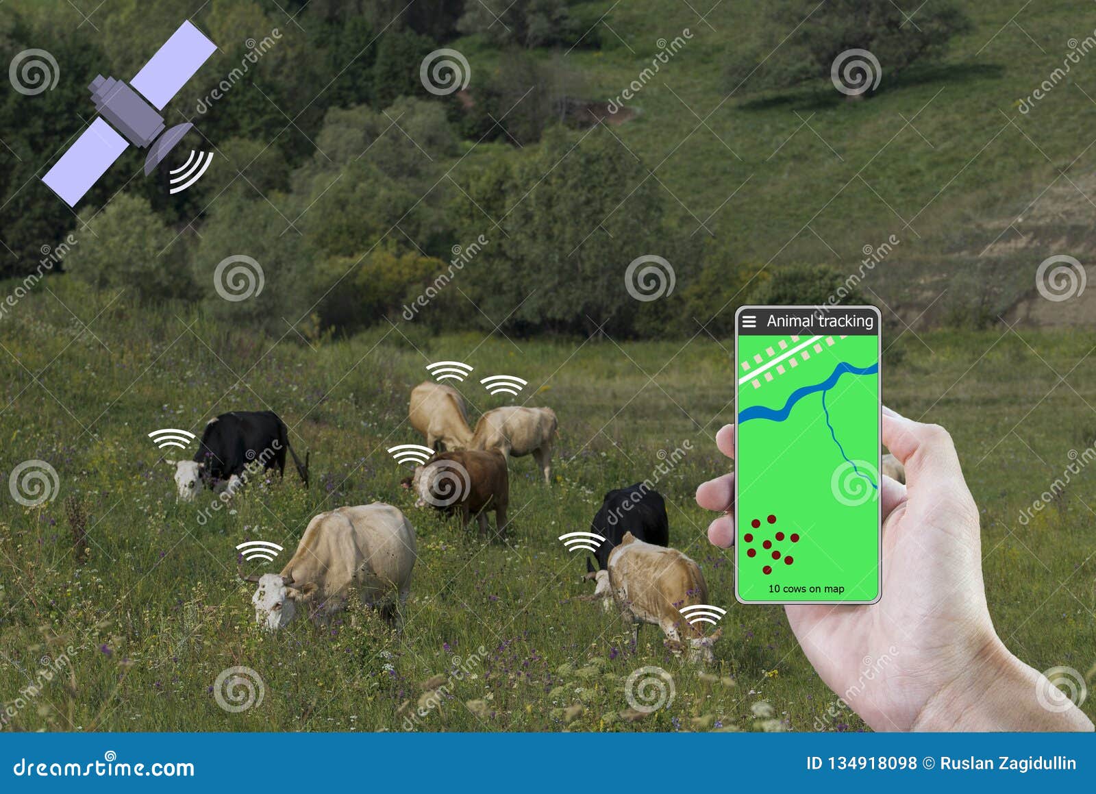 With the Help of a Smartphone and a Sensor on the Cow Determine the ...