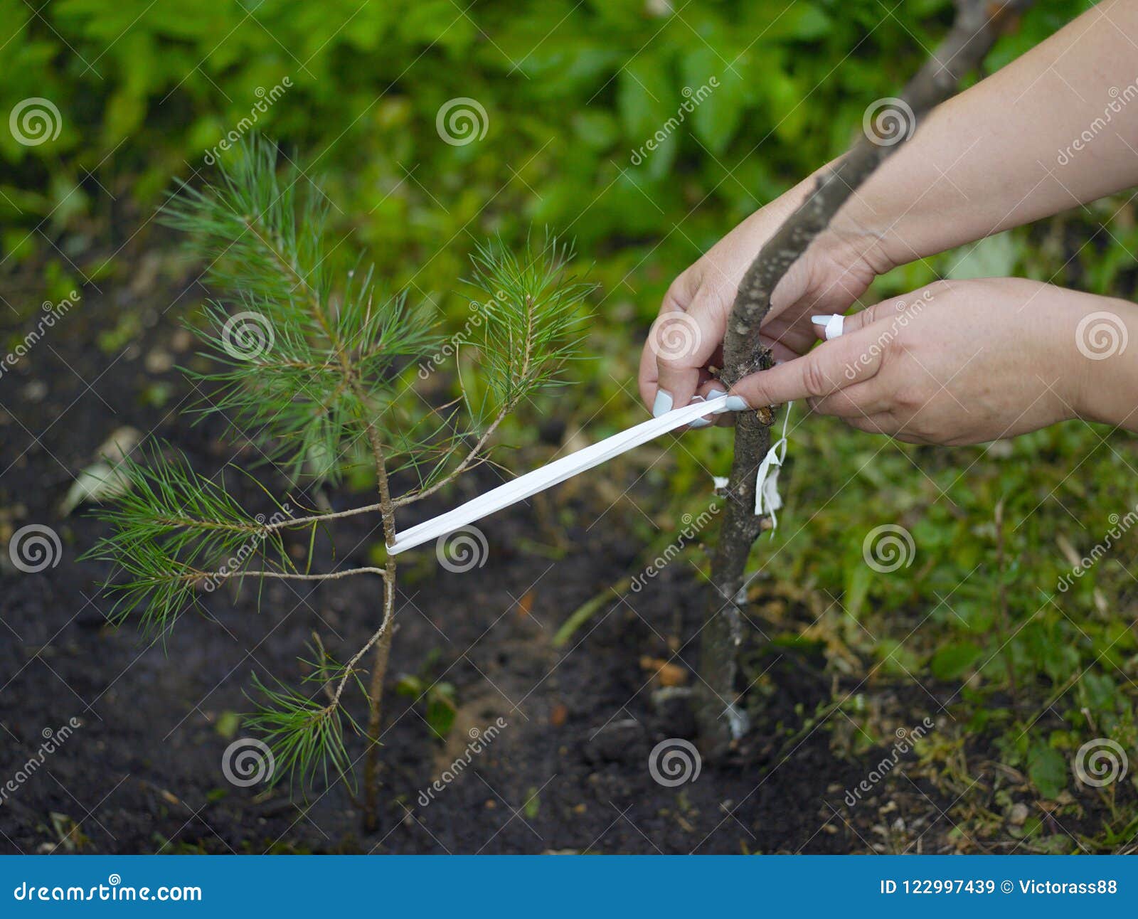 Help Tree To Survive stock image. Image of sunny, manicured - 122997439