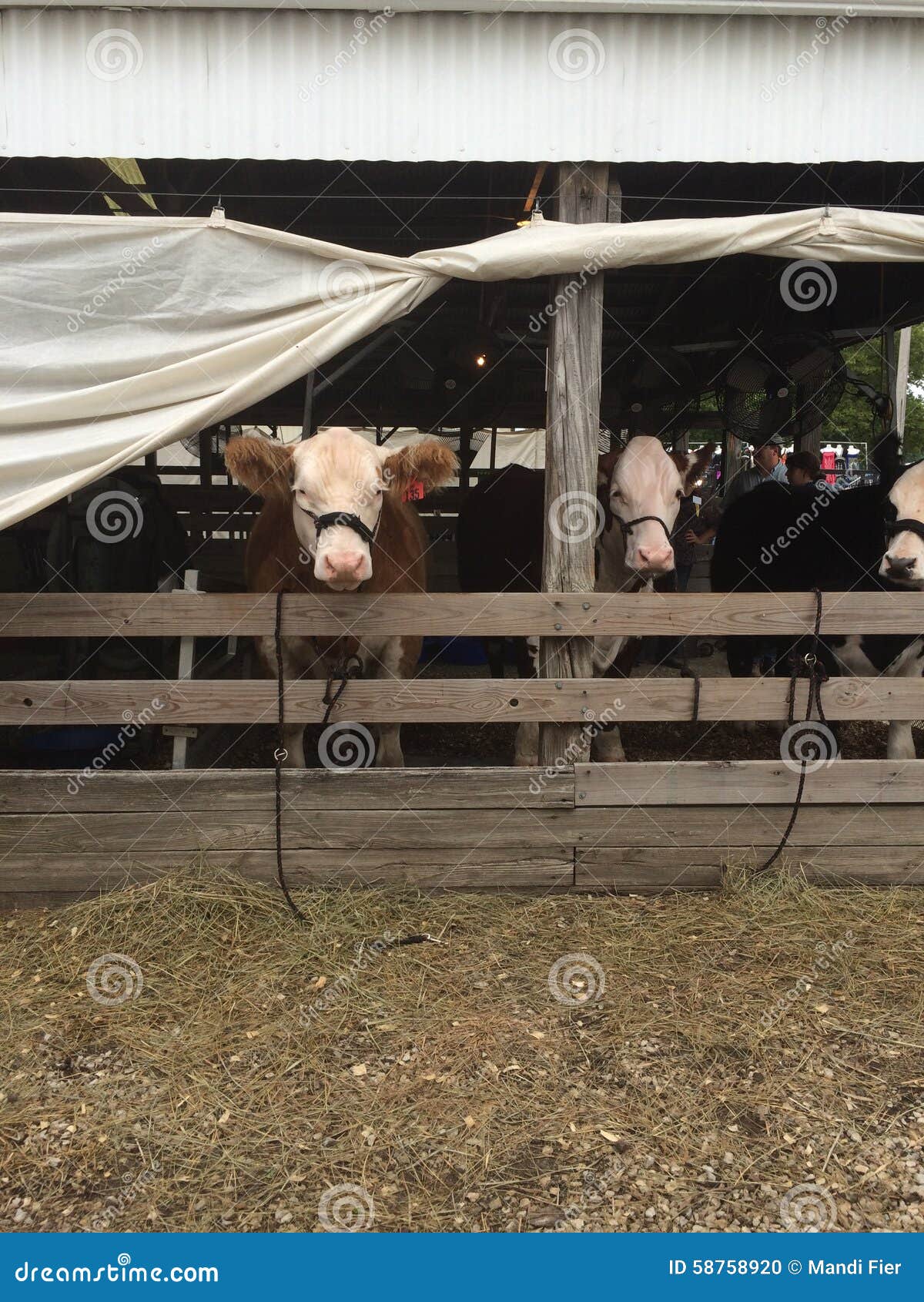 Help us cows stock photo. Image of county, help, cows - 58758920