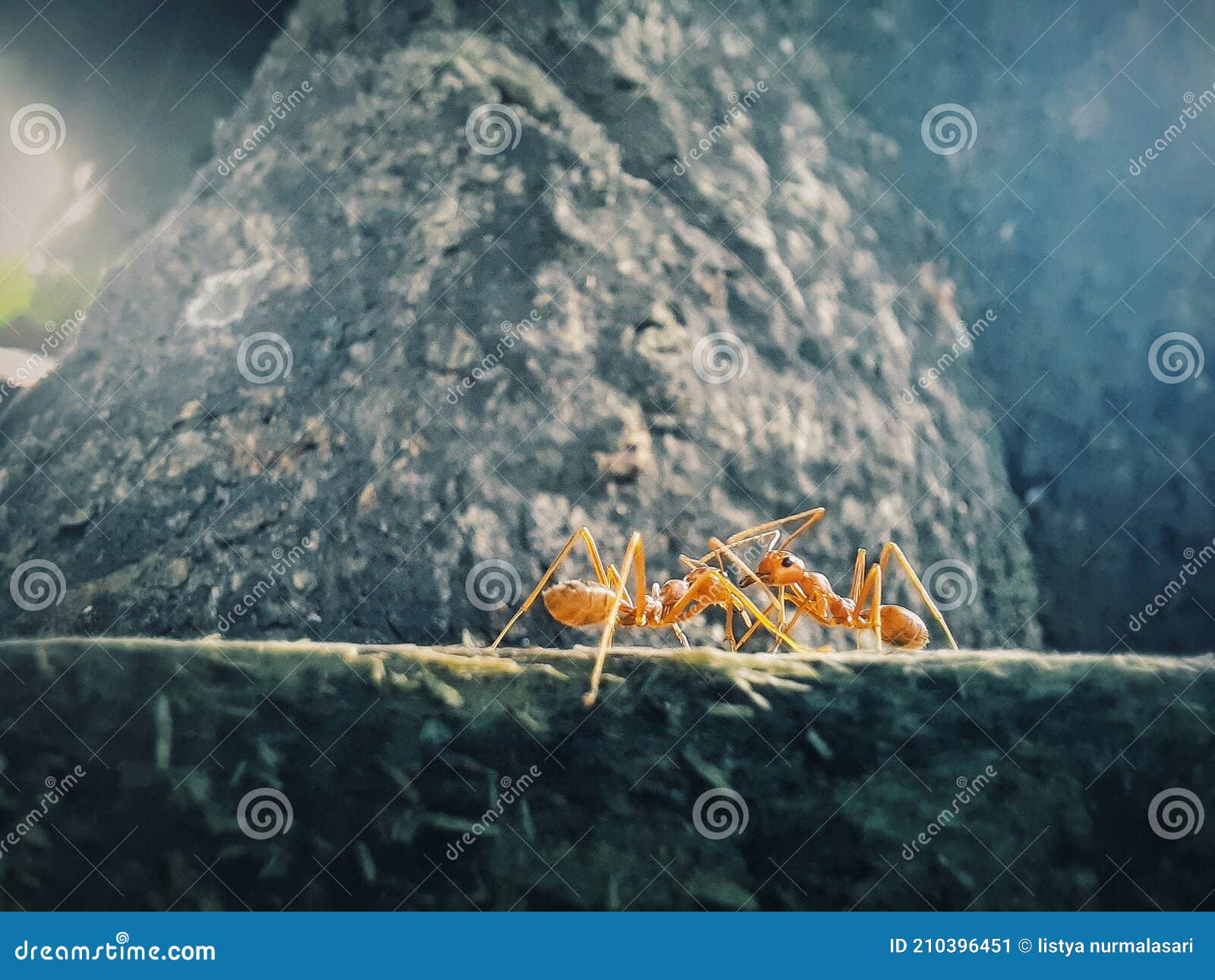 A couple of ant stock image. Image of insect, ants, animal - 210396451