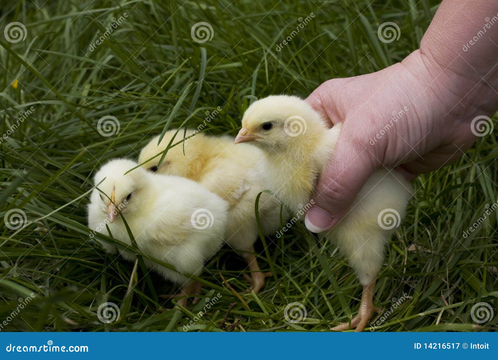 Helping Hand stock image. Image of raise, farm, chicks - 14216517
