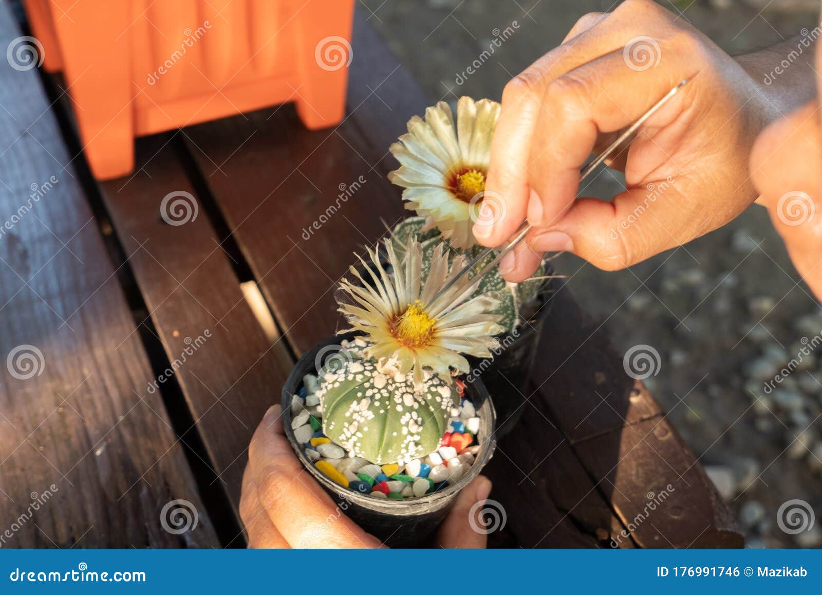 Helping Pollinating the Cactus Stock Photo - Image of pattern, interior ...