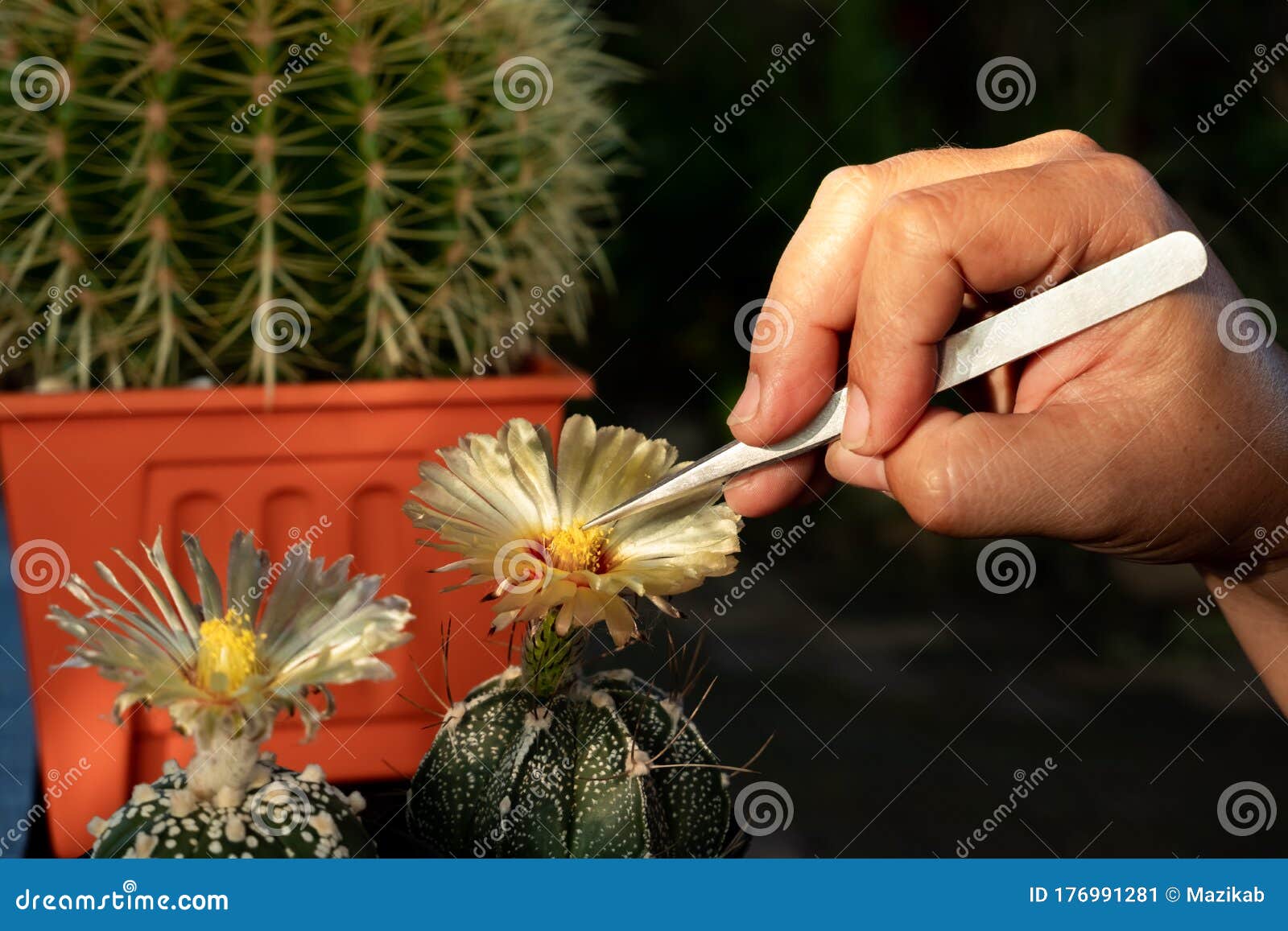 Helping Pollinating the Cactus Stock Image - Image of interior, leaf ...