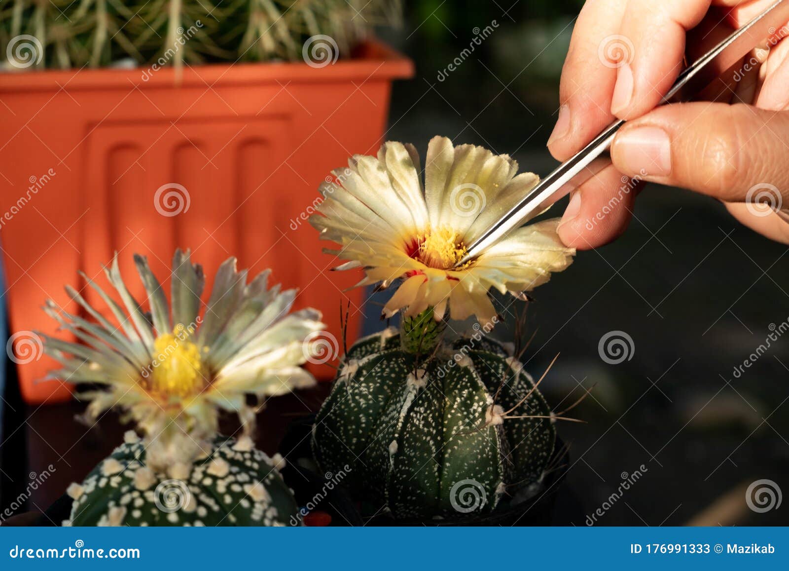 Helping Pollinating the Cactus Stock Image - Image of botany, desert ...
