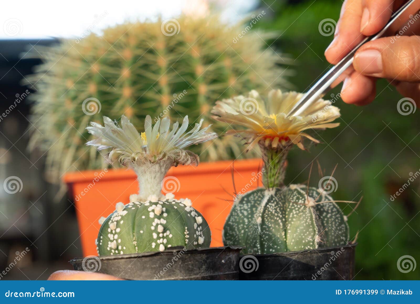 Helping Pollinating the Cactus Stock Image - Image of light, bright ...
