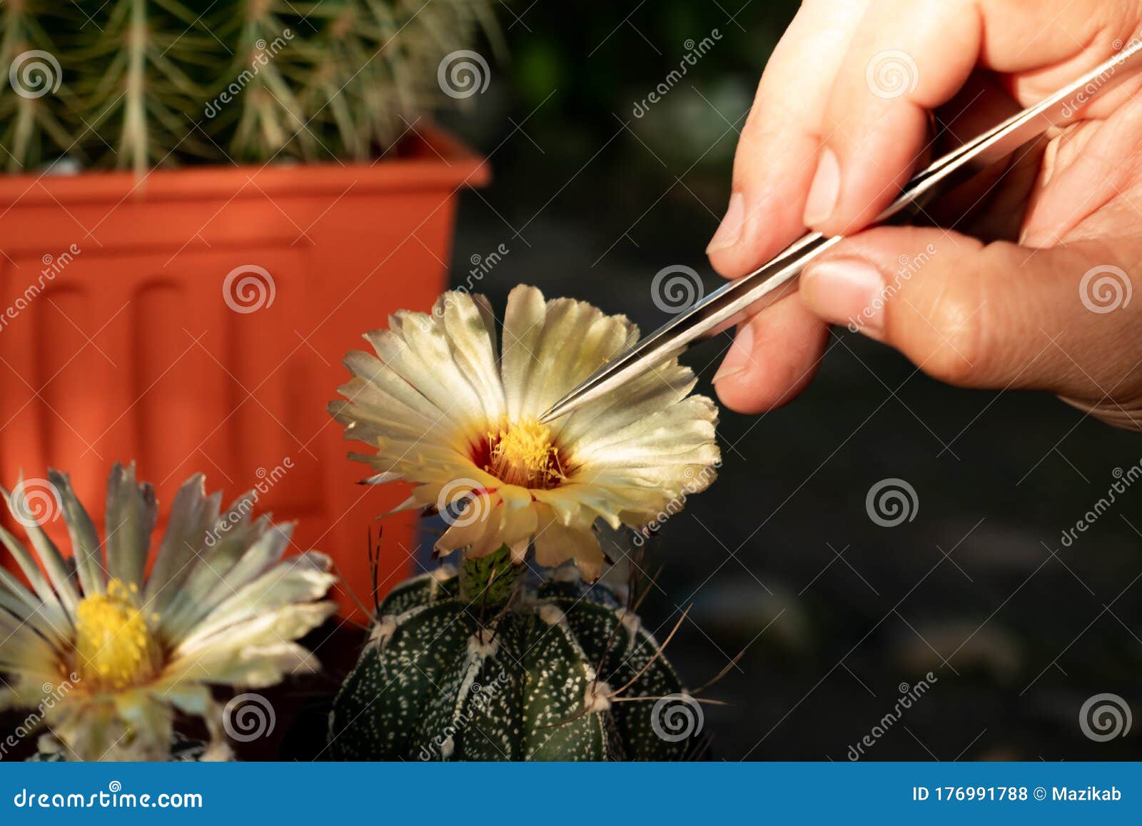 Helping Pollinating the Cactus Stock Photo - Image of flora, decoration ...