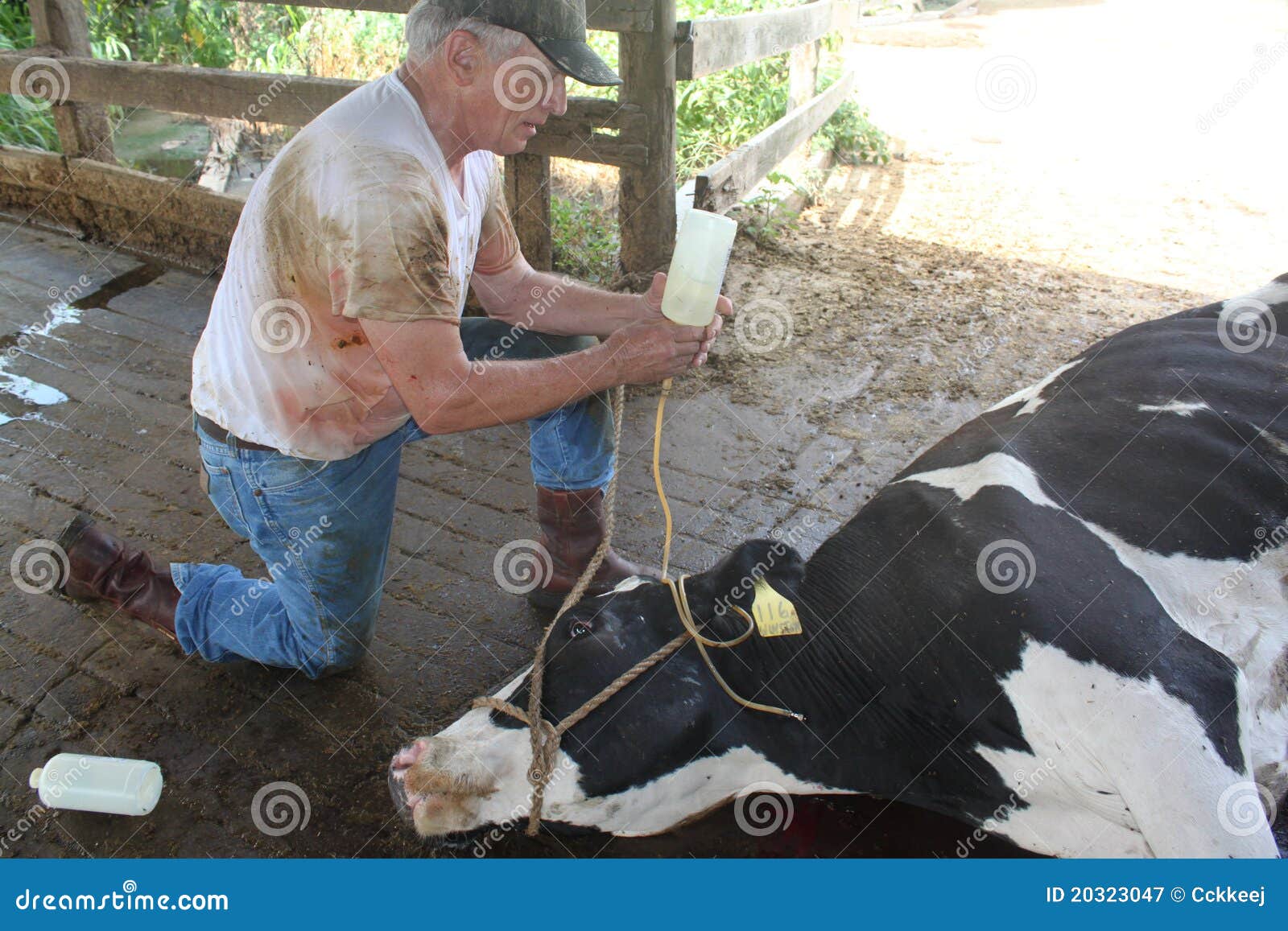 Helping the Sick Cow stock image. Image of health, humane - 20323047