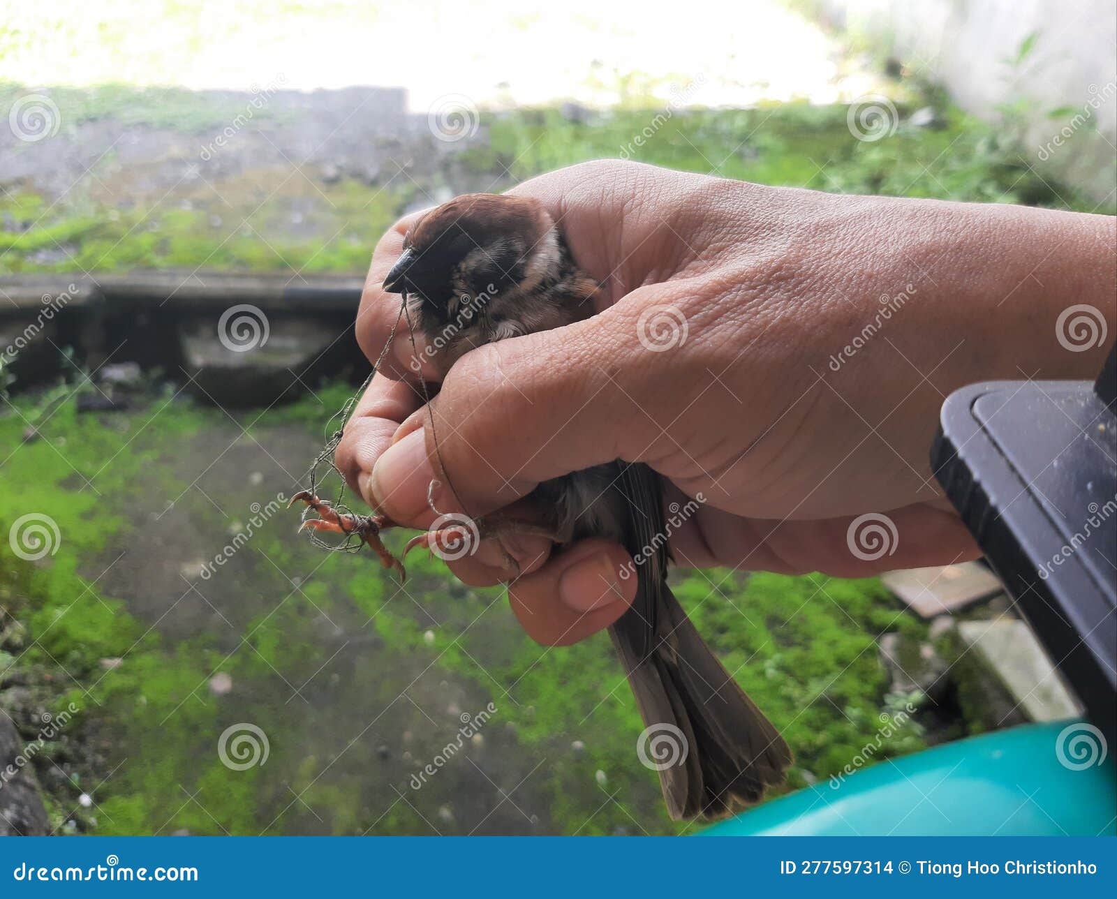 Helping Tiny Bird from Thread Stock Photo - Image of creative, believe ...
