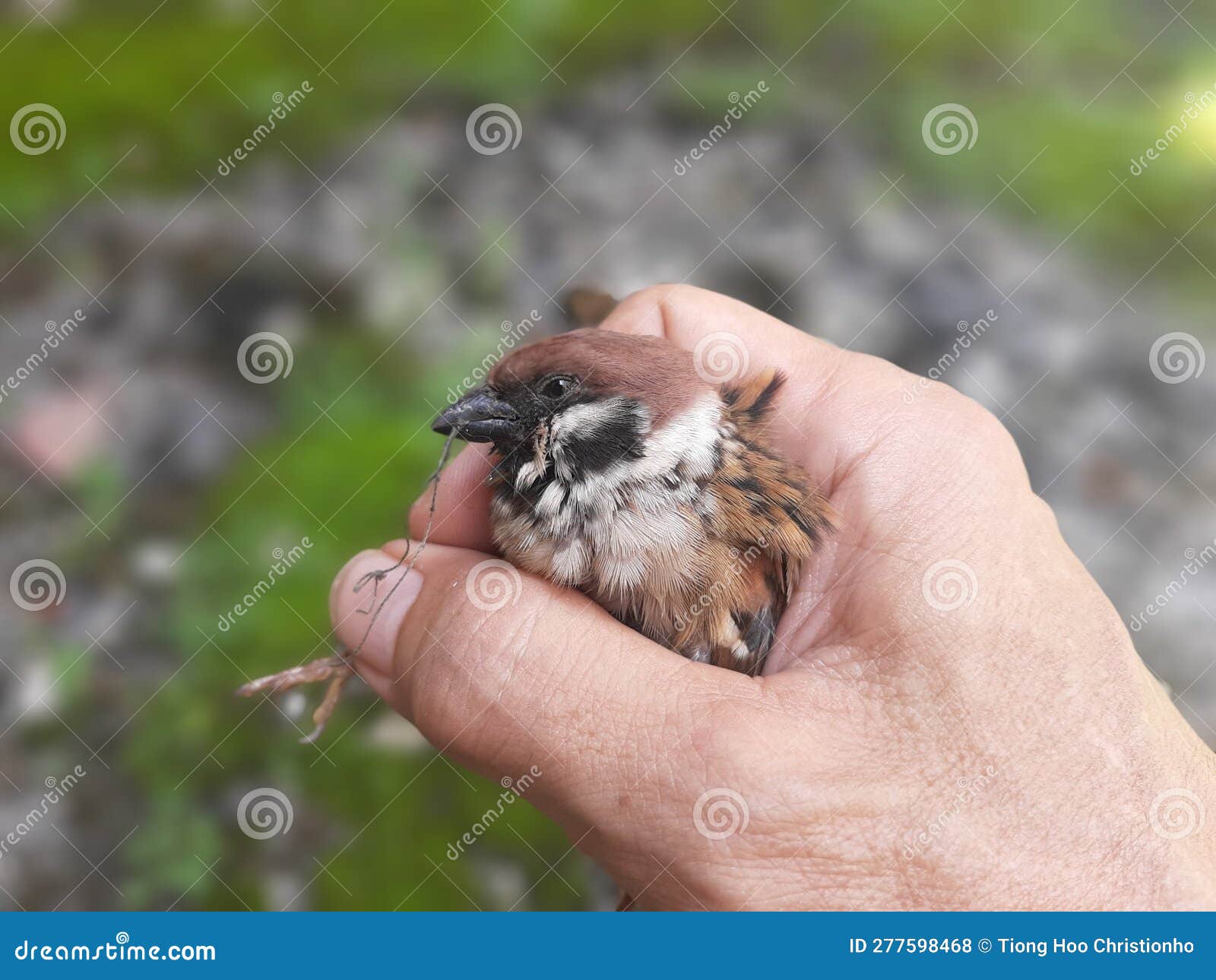 Helping Tiny Bird from Thread Stock Photo - Image of birdlover, cool ...
