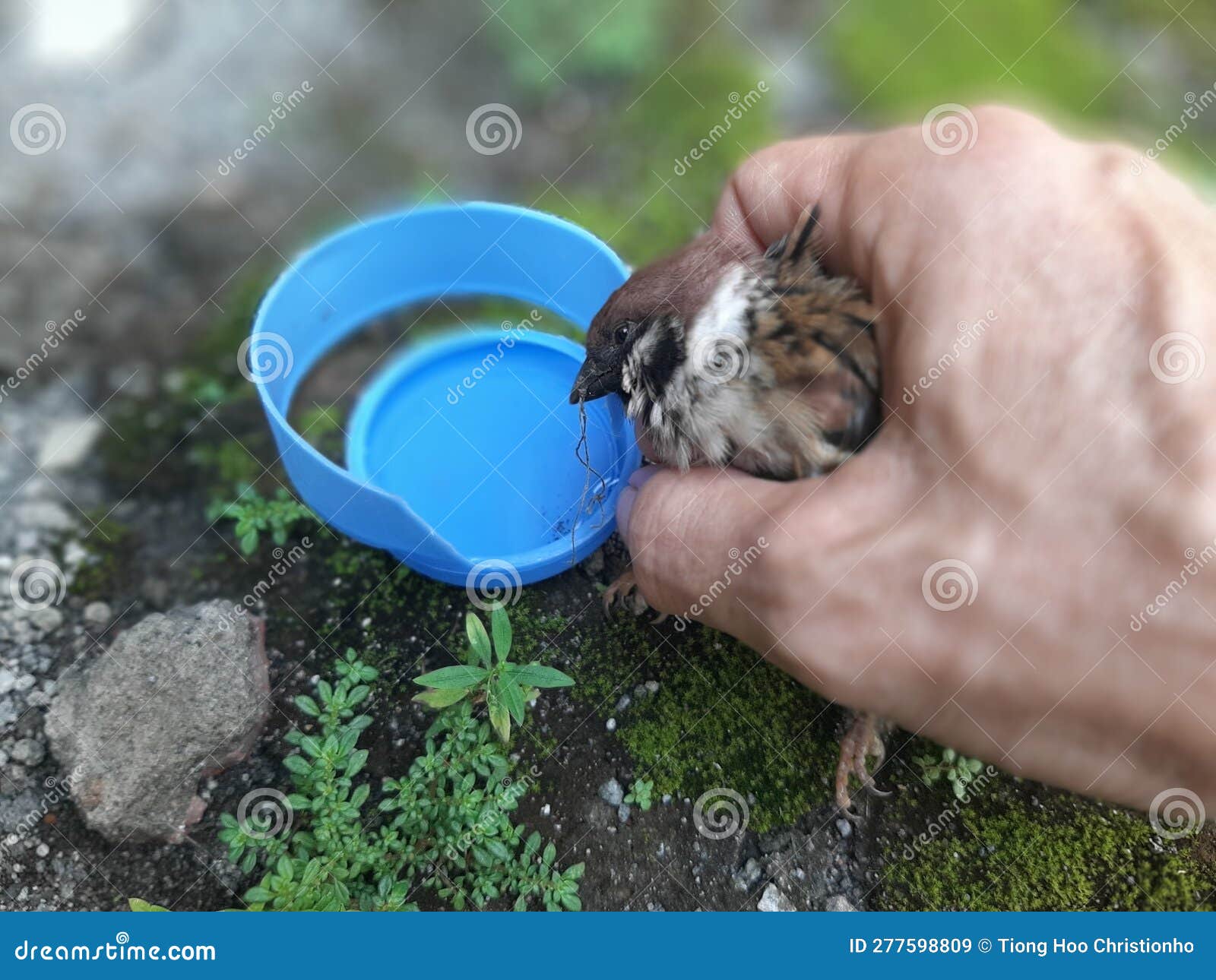 Helping Tiny Bird from Thread Stock Image - Image of brown, calm: 277598809