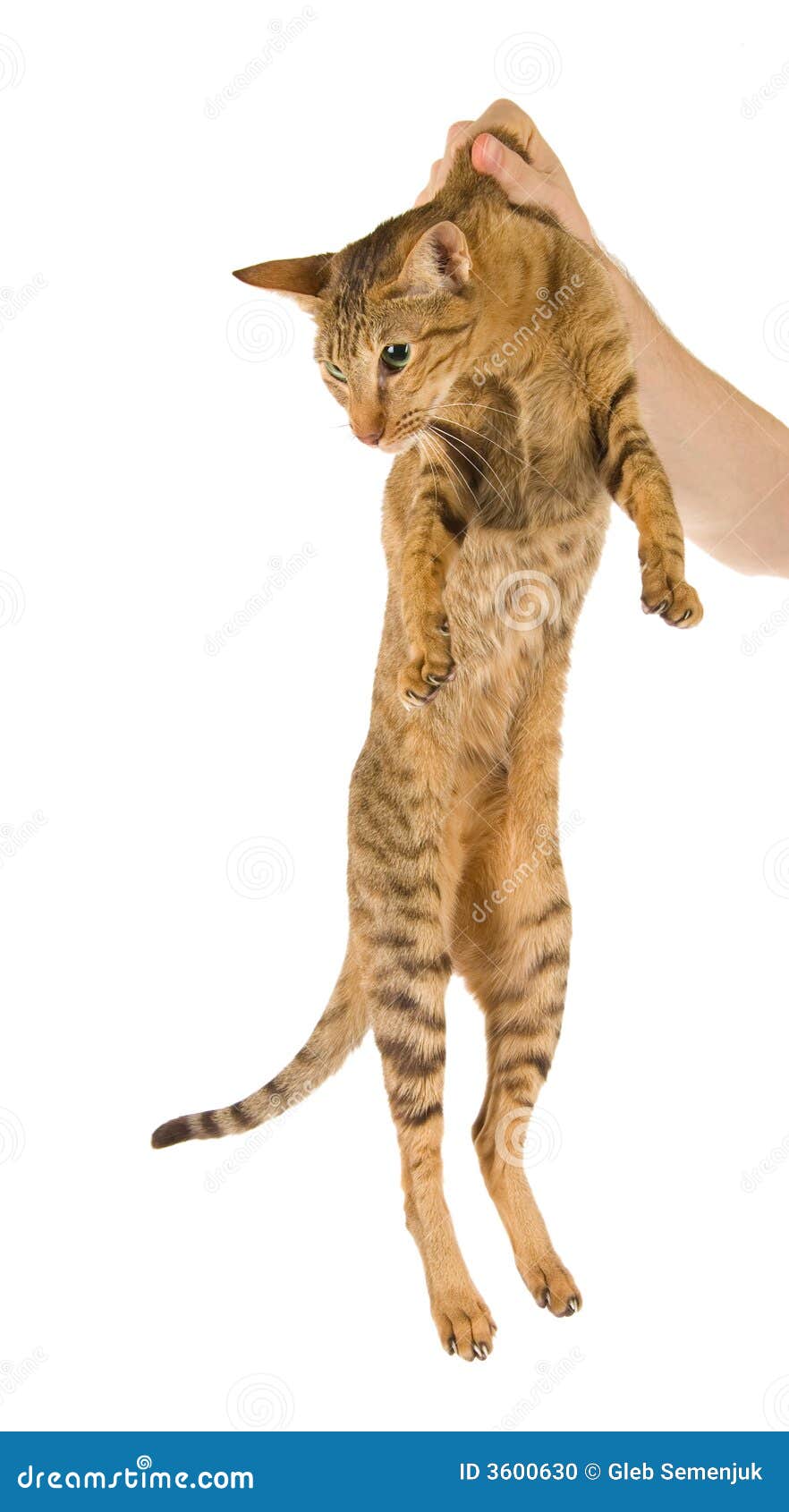 Helpless cat stock photo. Image of holding, hanging, animal - 3600630