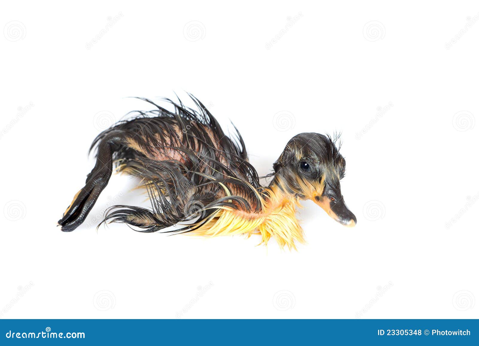 Helpless duckling stock photo. Image of mallard, poultry - 23305348