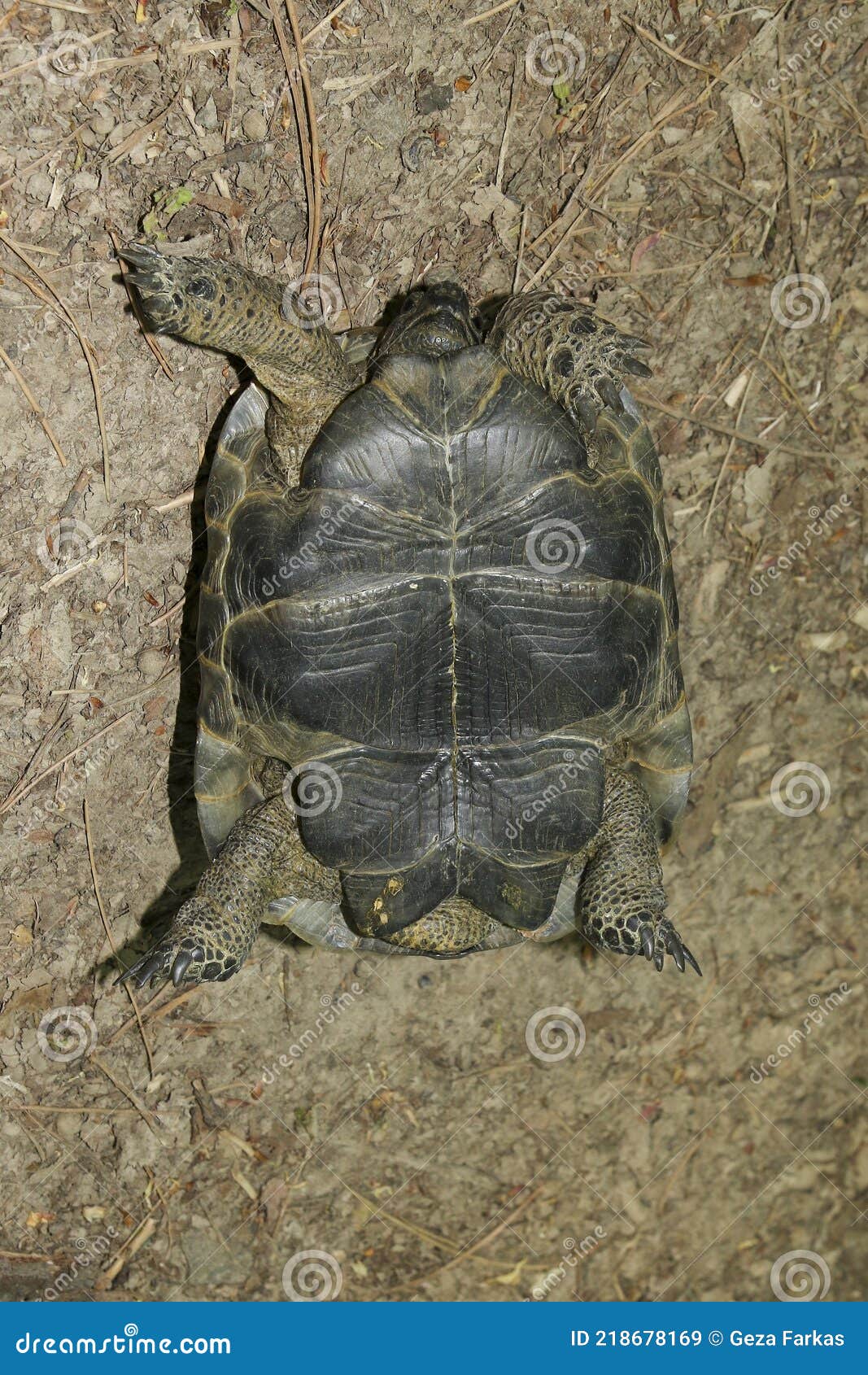 Helpless Turtle, Testudo Graeca on Its Back Stock Image - Image of ...