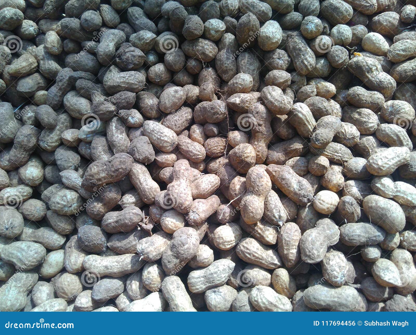 Groundnut stock photo. Image of groundnut, heldhy, group - 117694456