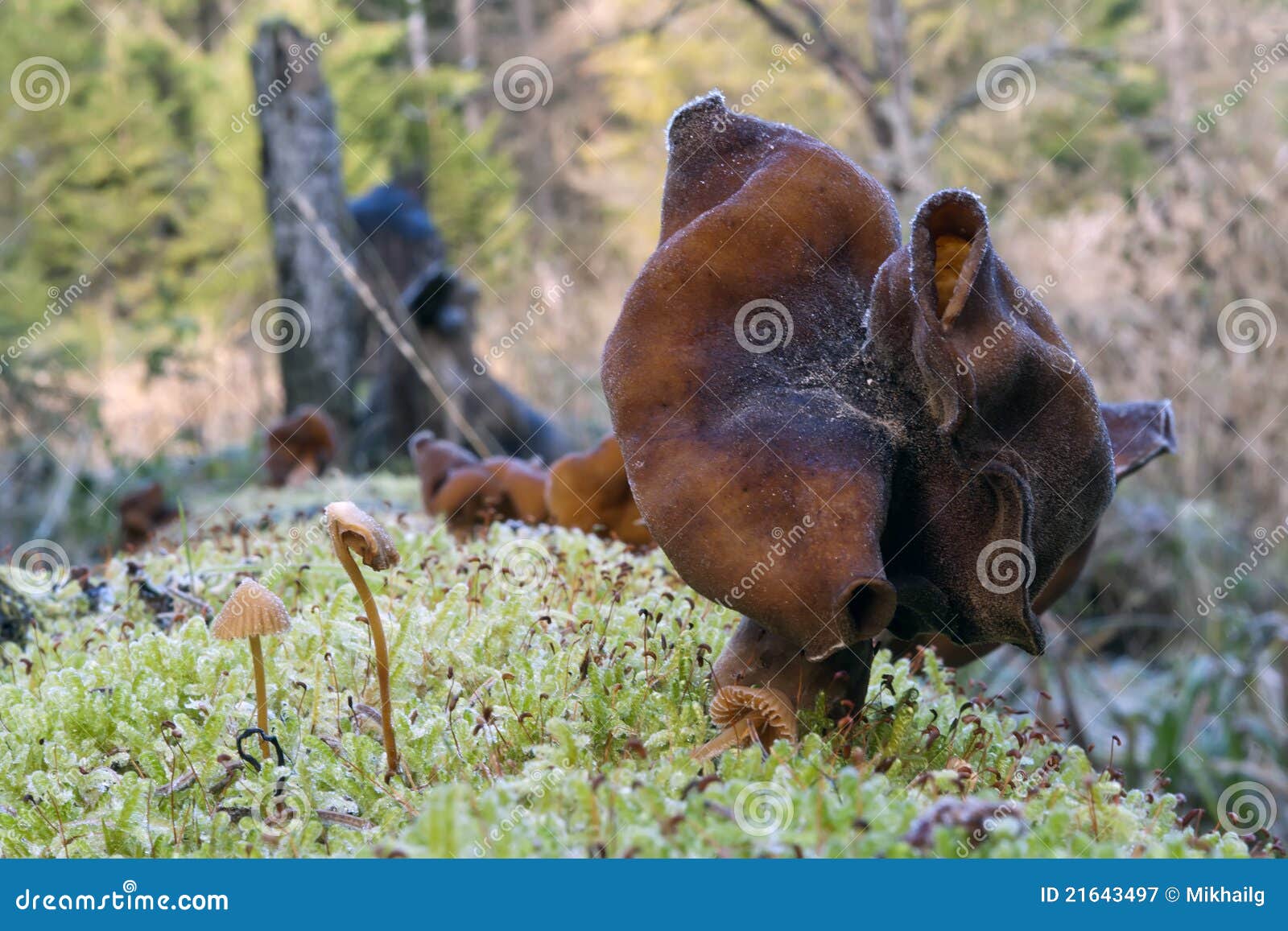 Helvella infula stock image. Image of wild, mushrooms - 21643497