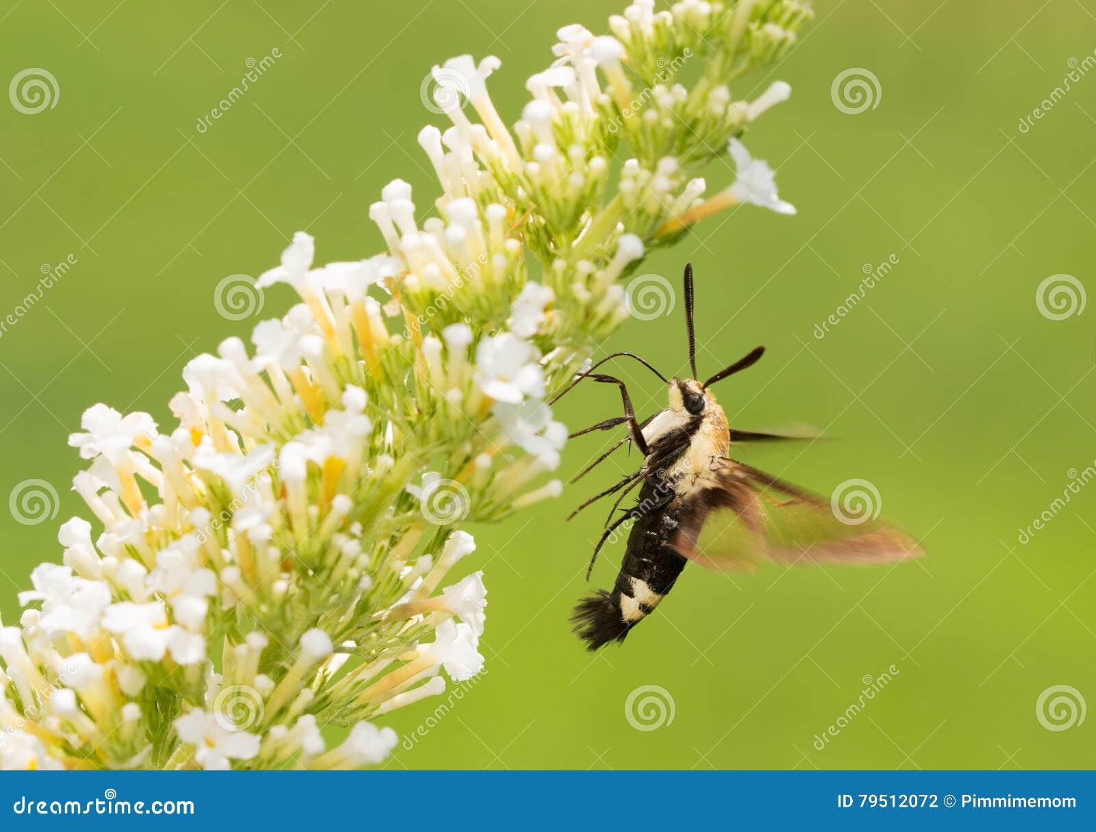 Hemaris Diffinis, Snowberry Clearwing Moth in Flight Stock Photo ...